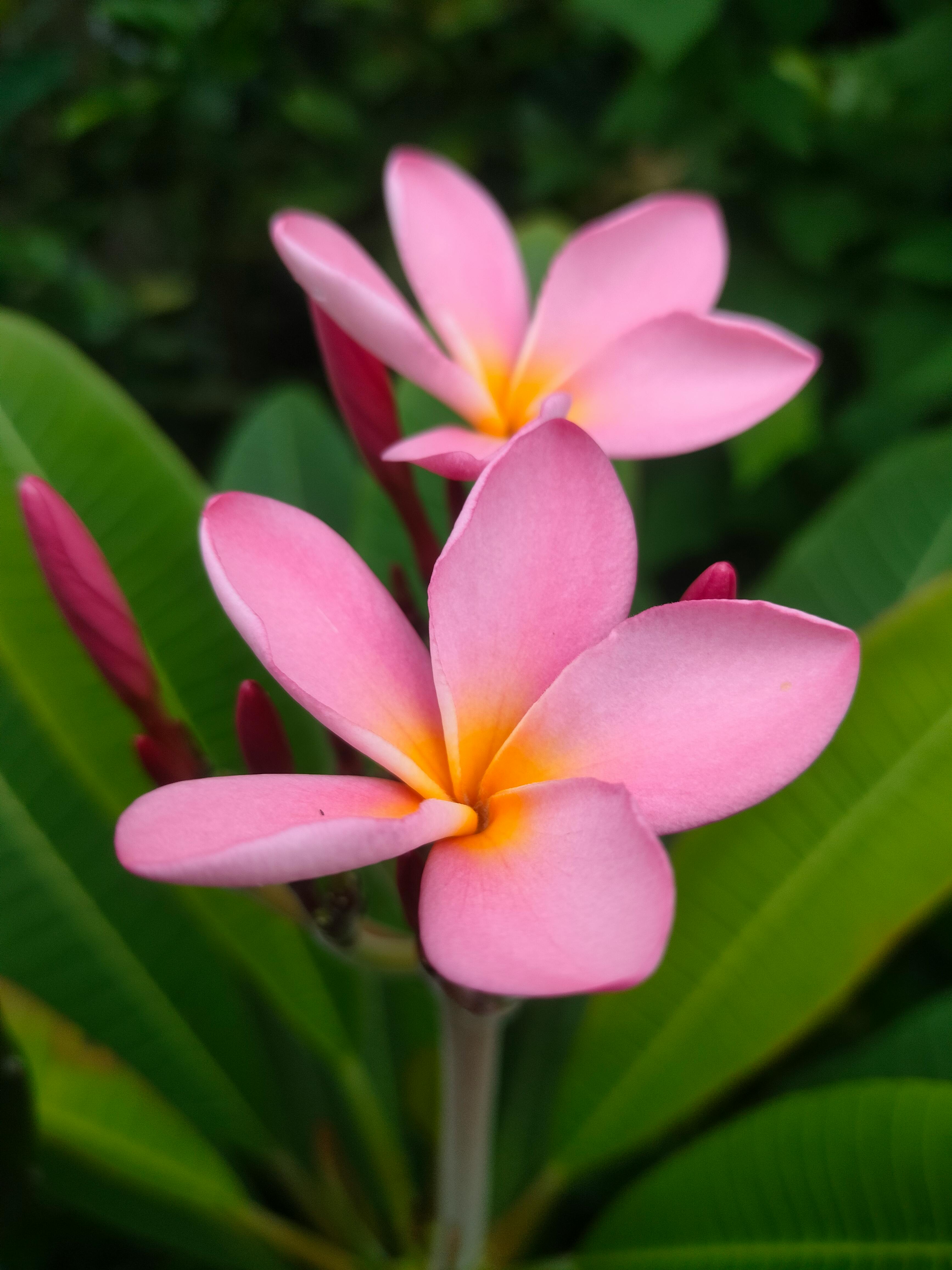 Fleurs De Frangipanier Rose Vif En Pleine Floraison · Photo gratuite