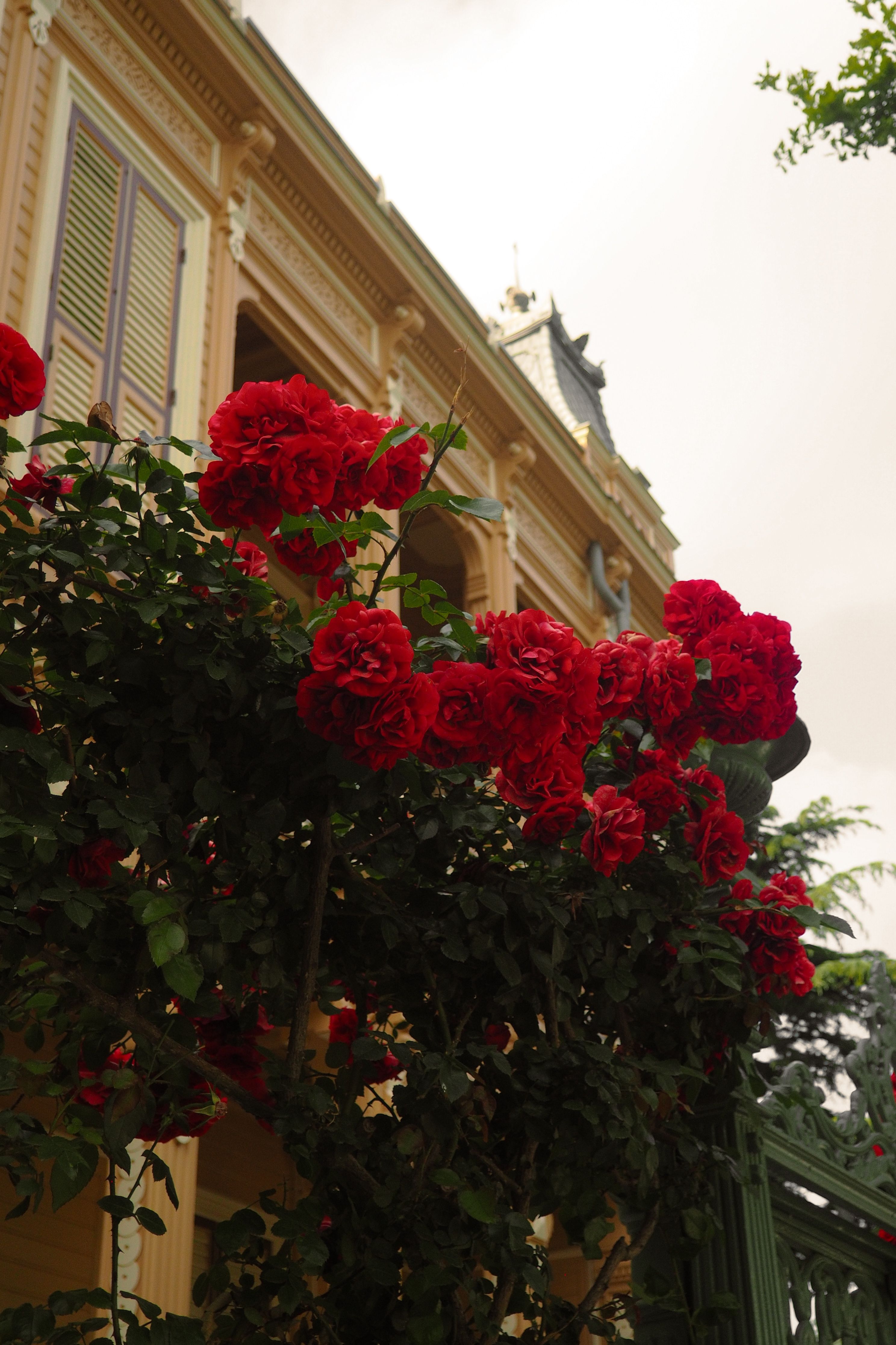 Elegant Building with Blooming Red Roses · Free Stock Photo
