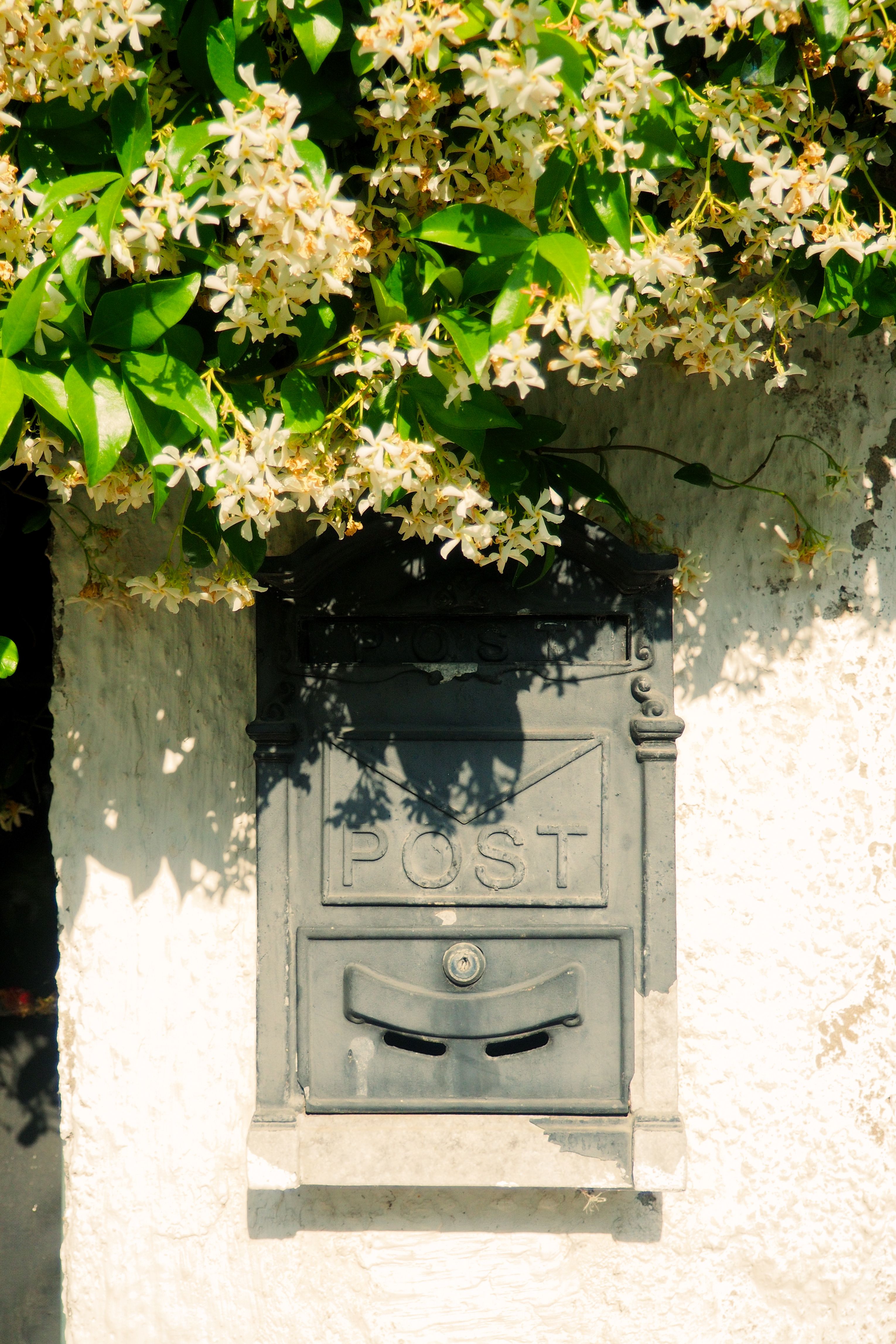Vintage Post Box with Flowering Vines · Free Stock Photo