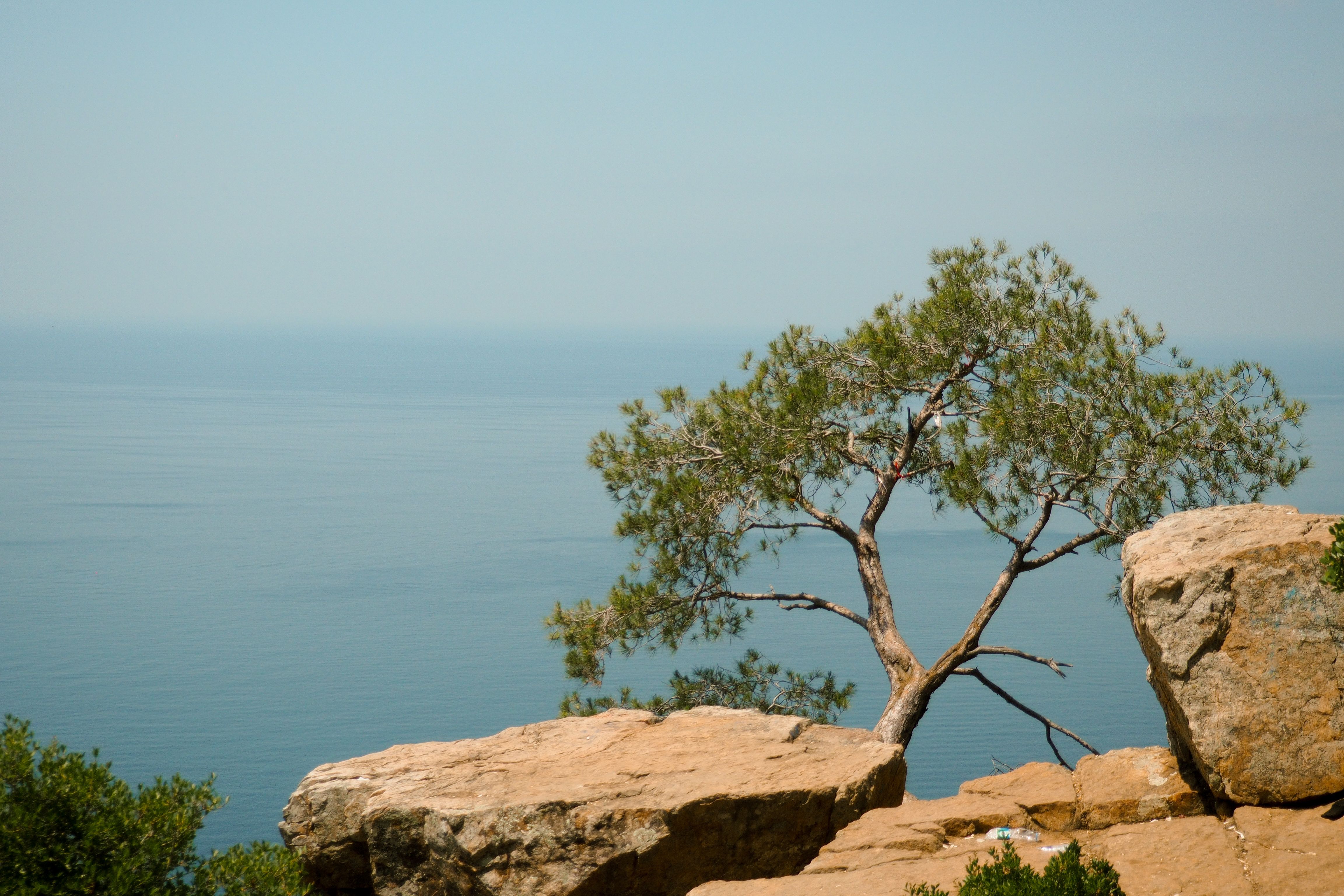 Scenic Coastal View with Tree and Rocks · Free Stock Photo