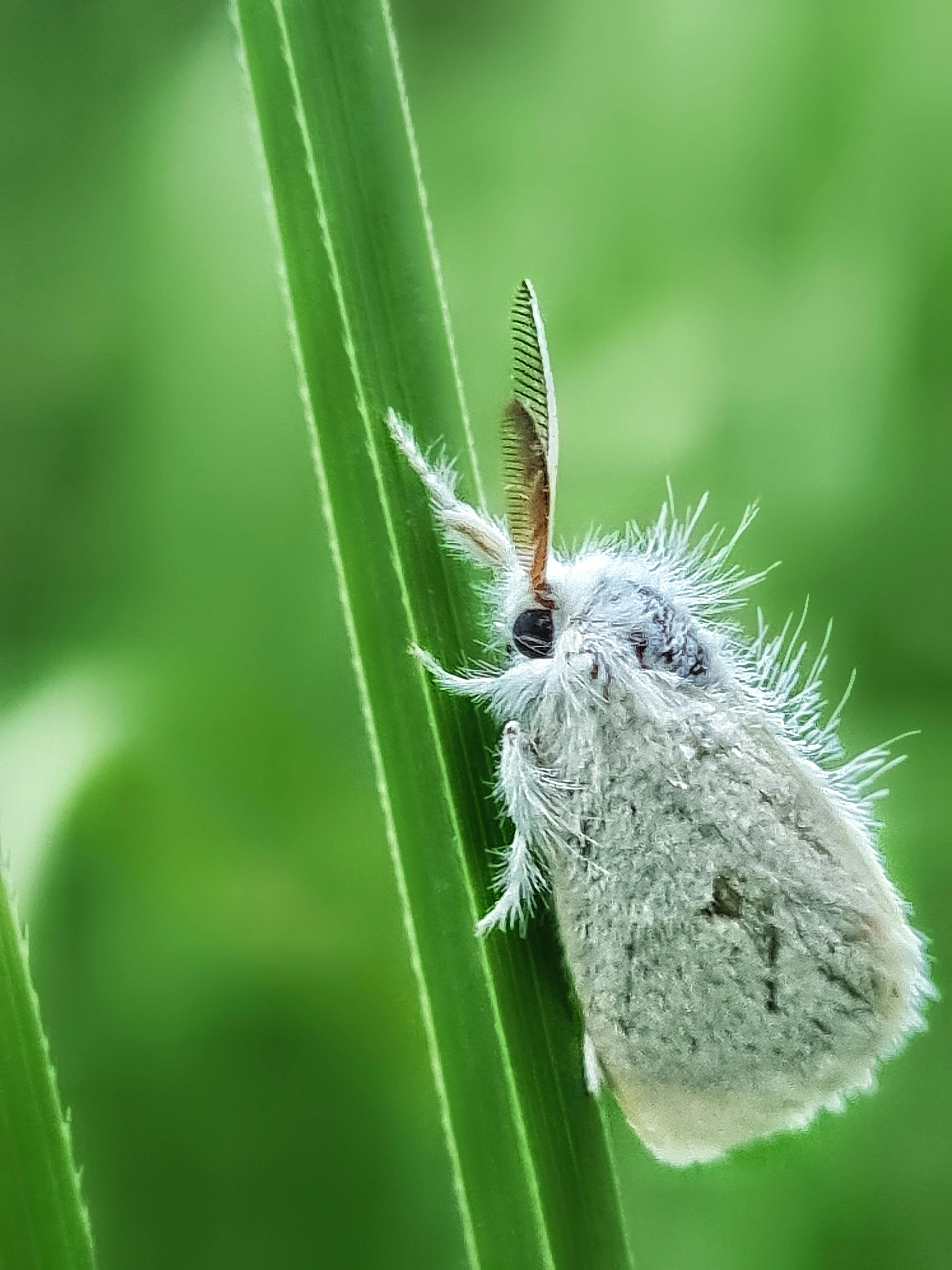 Close-Up of a Furry Moth on Green Leaf · Free Stock Photo