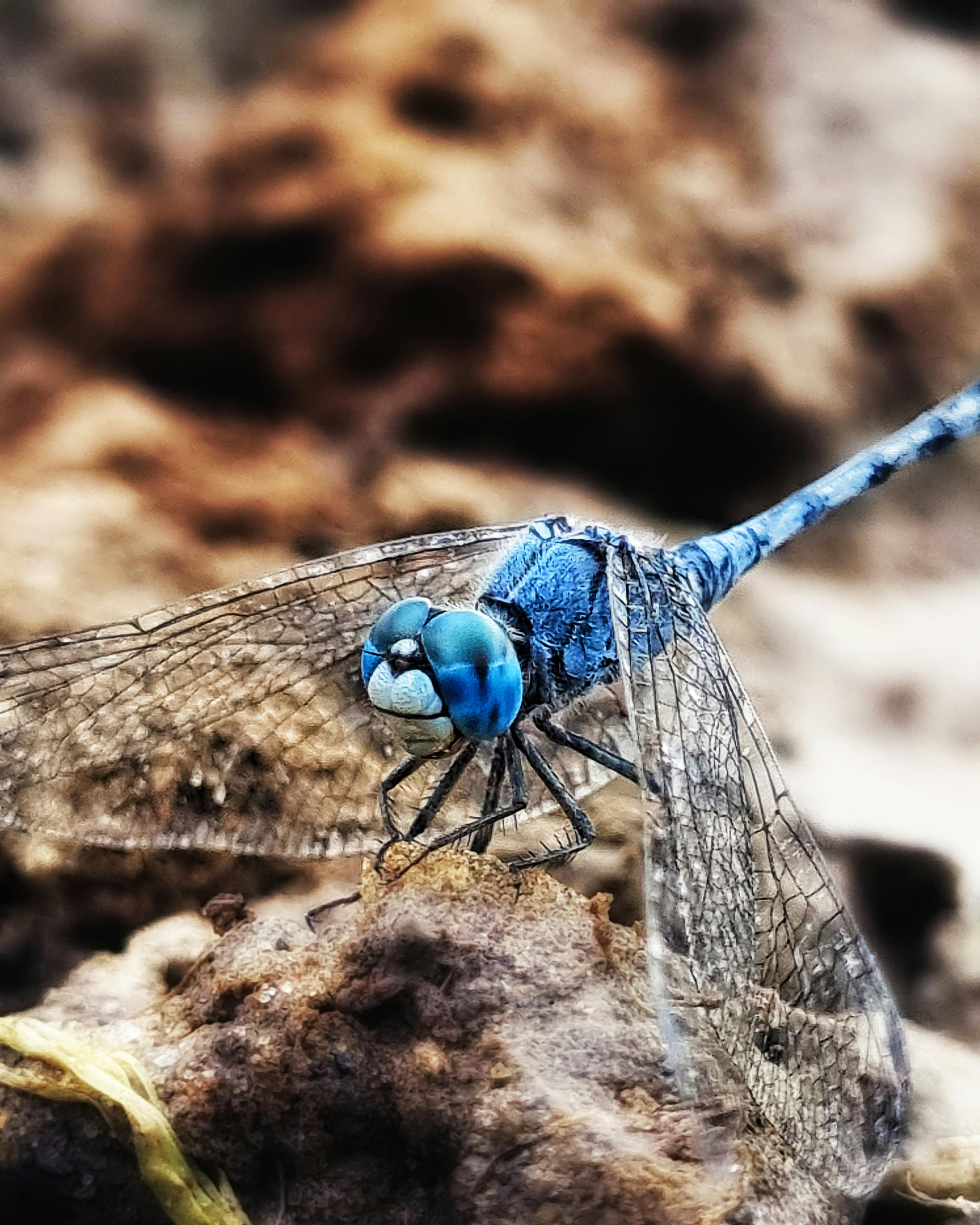 100.000+ Scroller+girls+small+size+hd Bilder und Fotos · Kostenlos ...