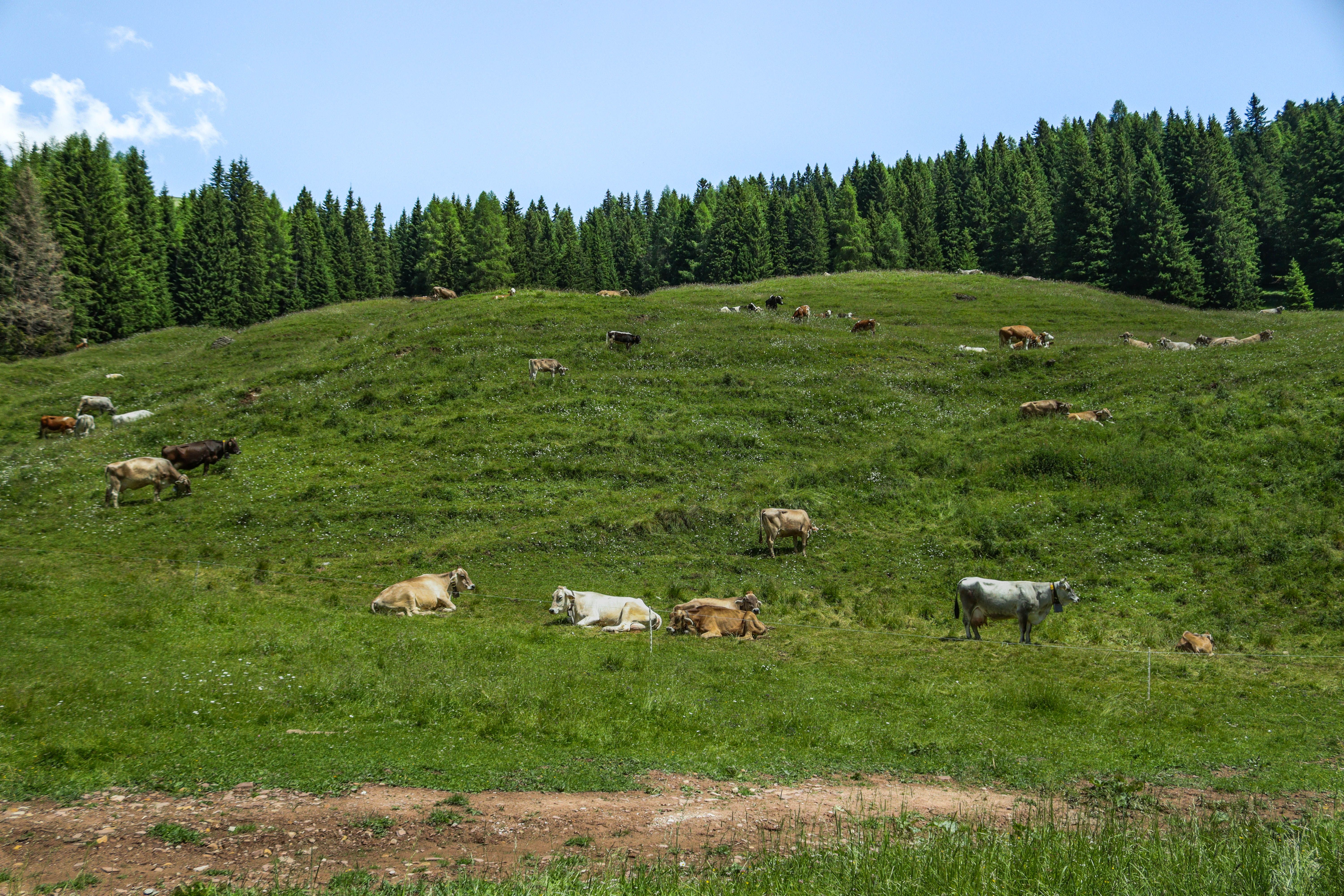 Cows Grazing on a Lush Green Hillside Pasture · Free Stock Photo