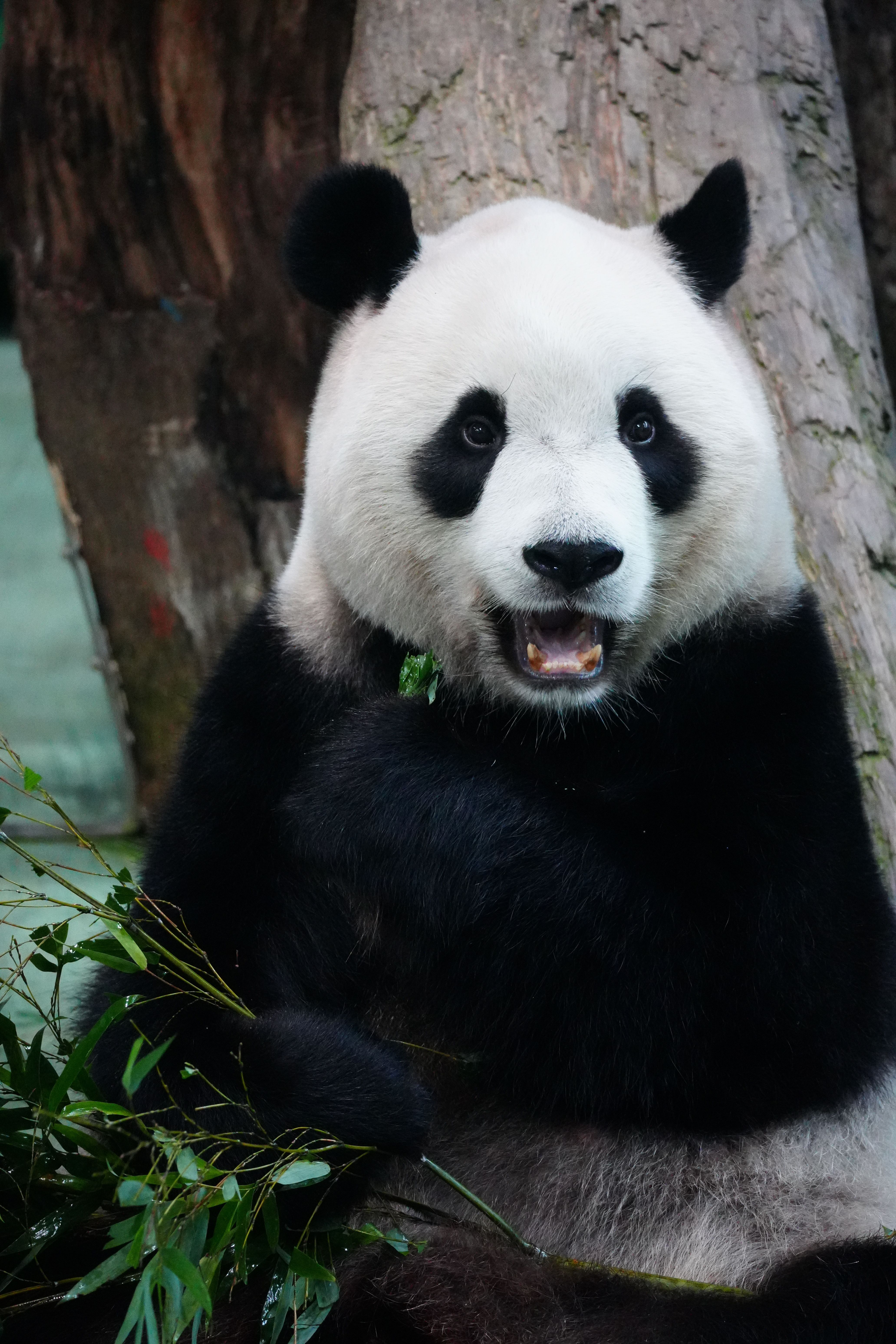 Permainan Pandas Photos, Download The BEST Free Permainan Pandas Stock ...