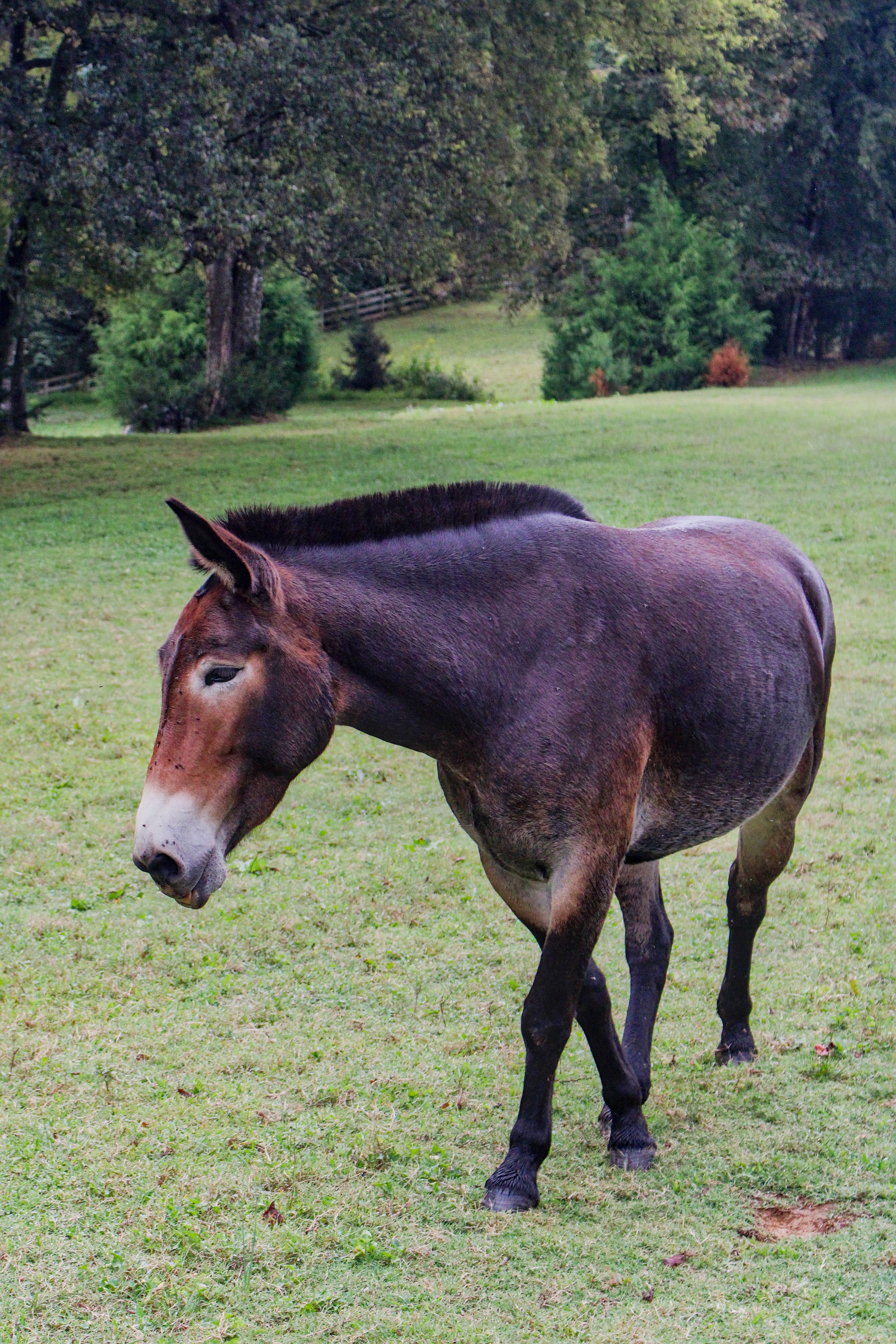 Mule 1920x1080 Photos, Download The BEST Free Mule 1920x1080 Stock ...