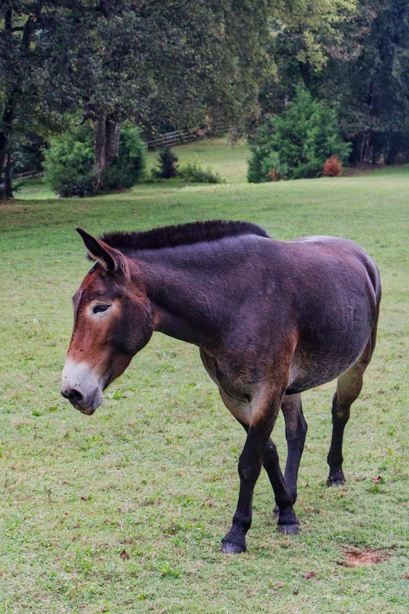 Mule Photos, Download The BEST Free Mule Stock Photos & HD Images