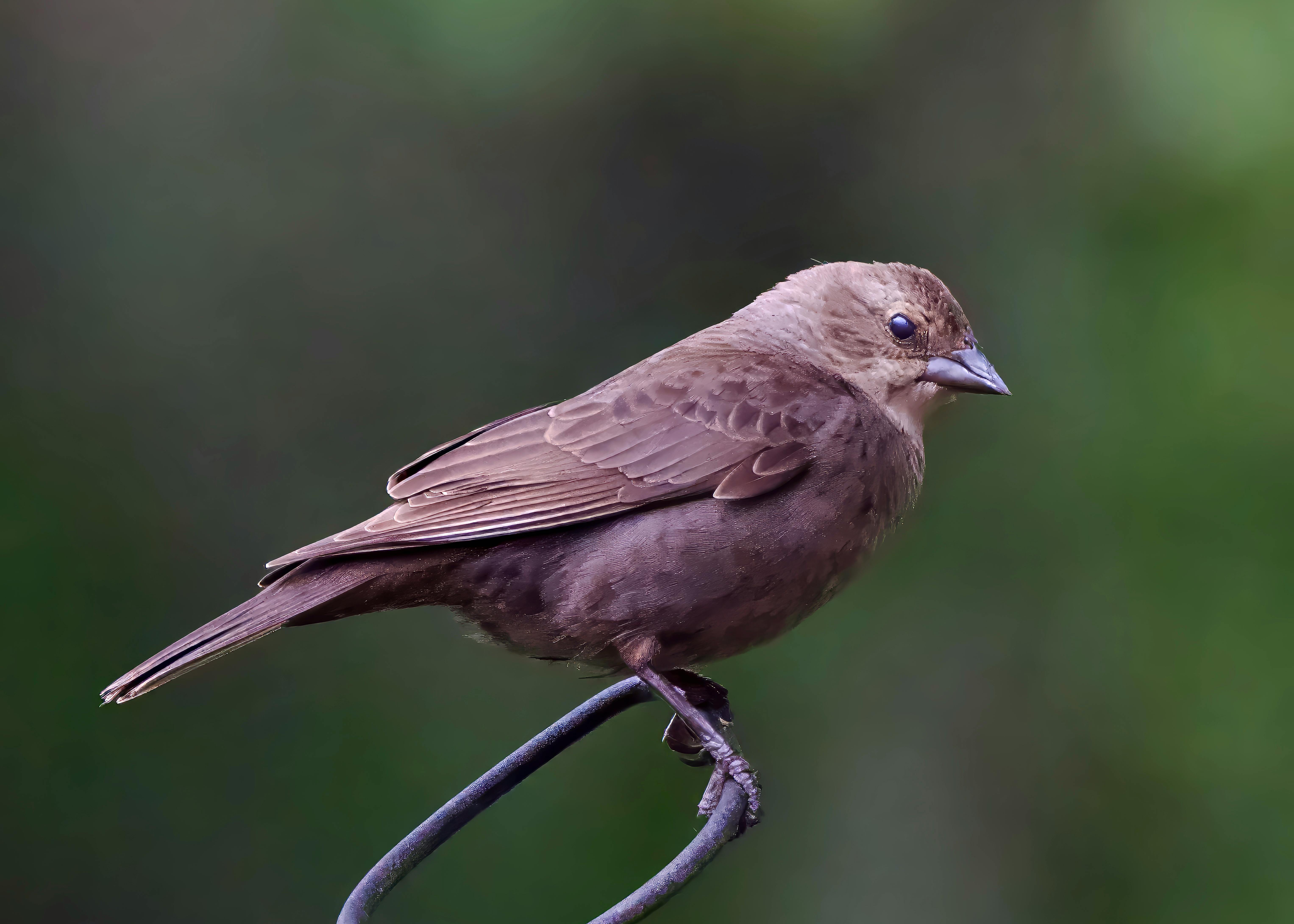 Exploring Brown Headed Cowbird Habitat and Native Ecosystems