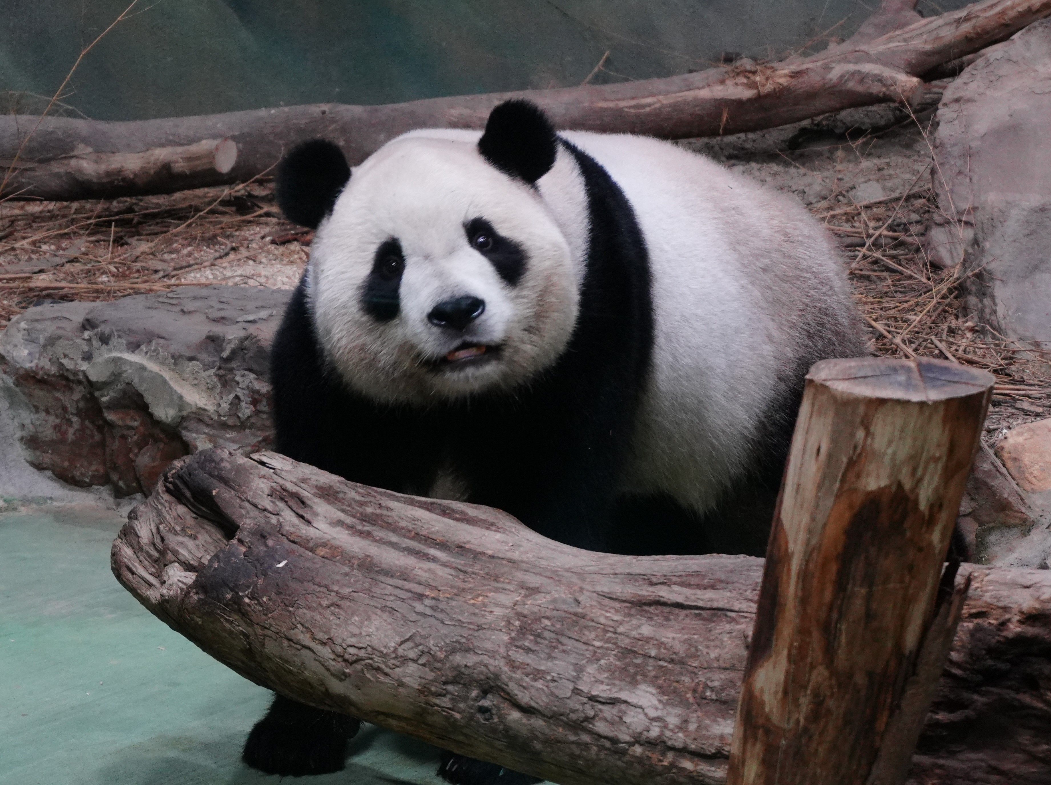 Giant Panda in Natural Habitat Setting · Free Stock Photo