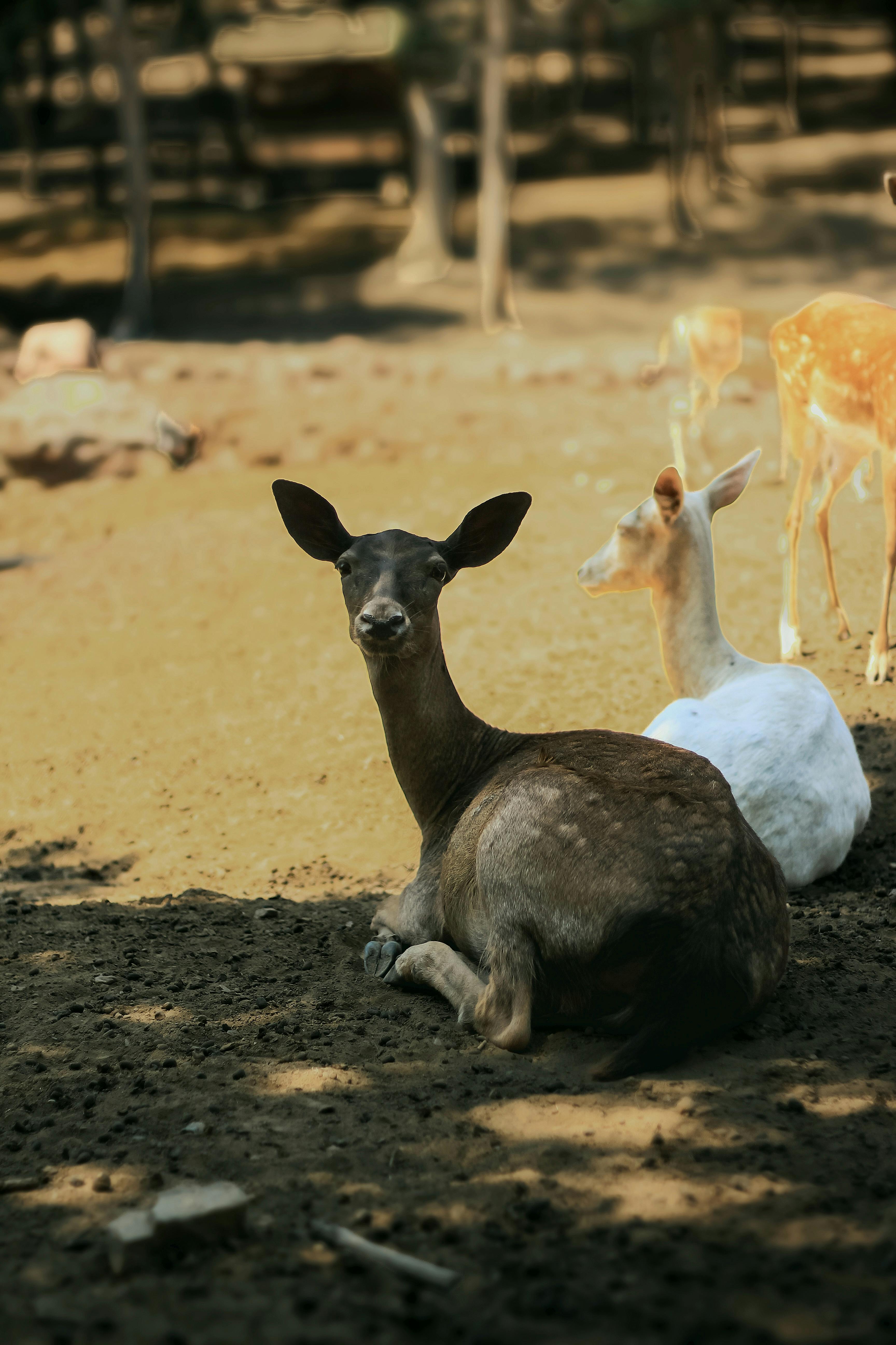 White Magik Photos, Download The BEST Free White Magik Stock Photos ...