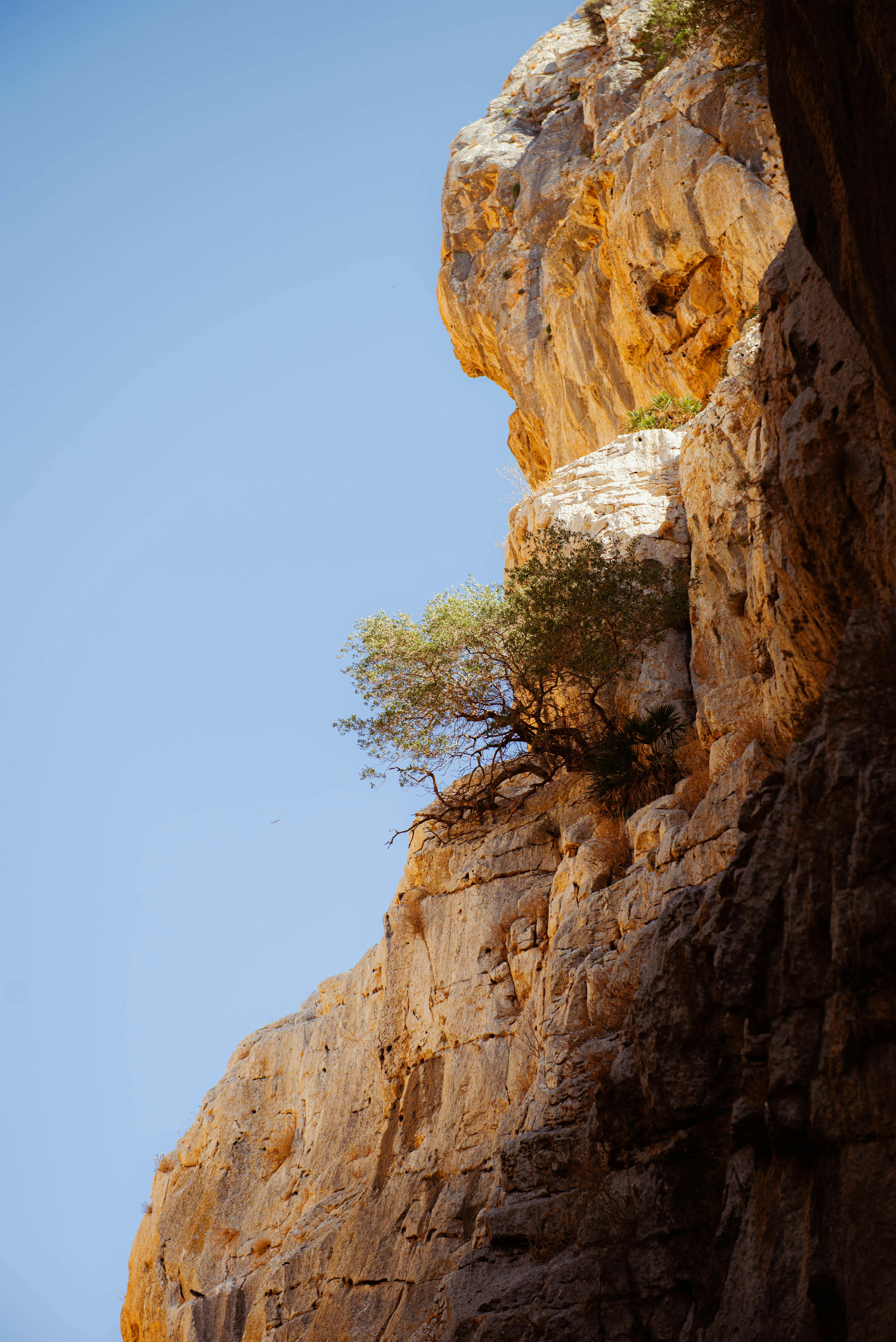 Canyon Cliff with Lone Tree and Blue Sky · Free Stock Photo