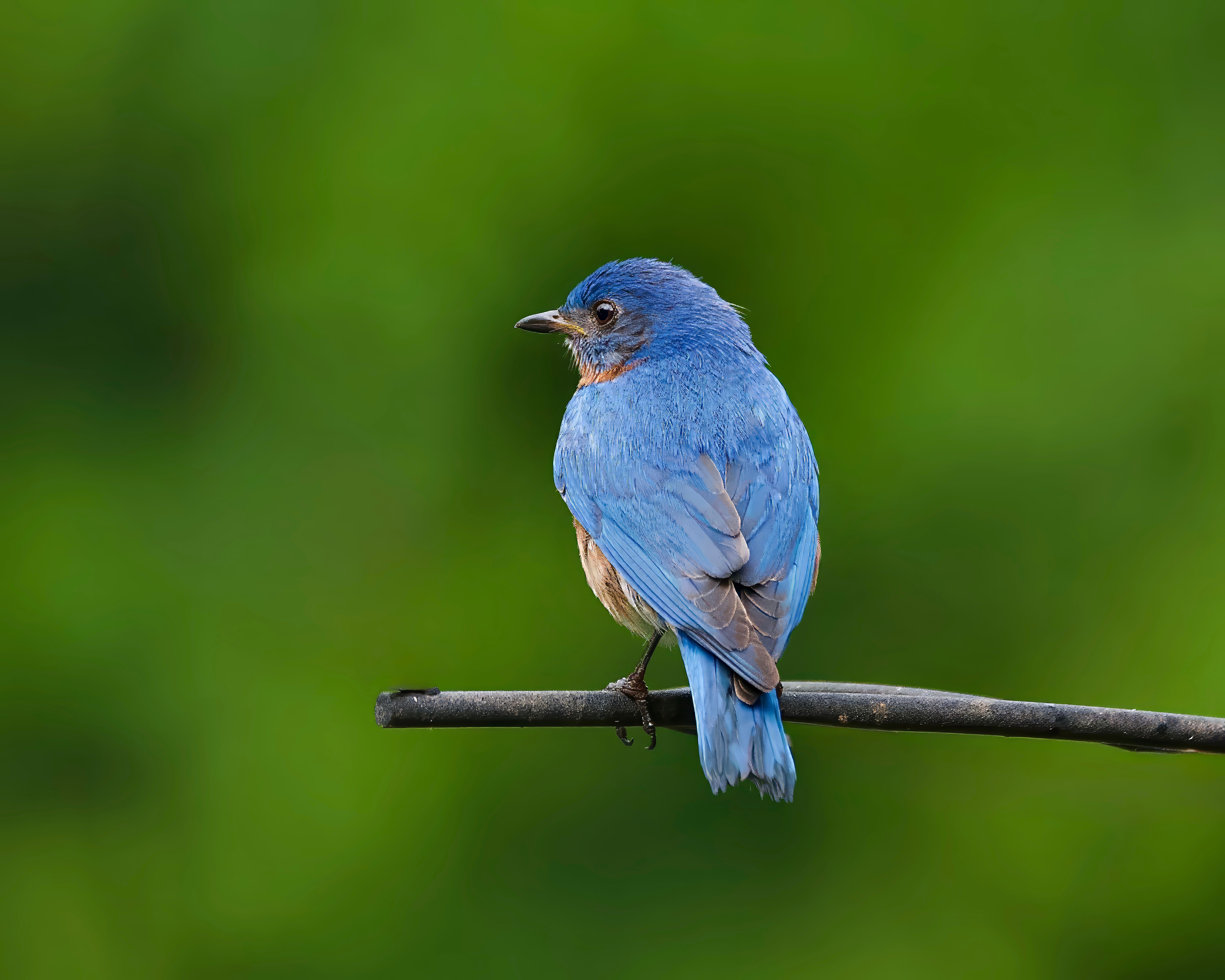 Pájaro Azul Oriental En La Percha De Un Comedero Para Pájaros · Foto de ...