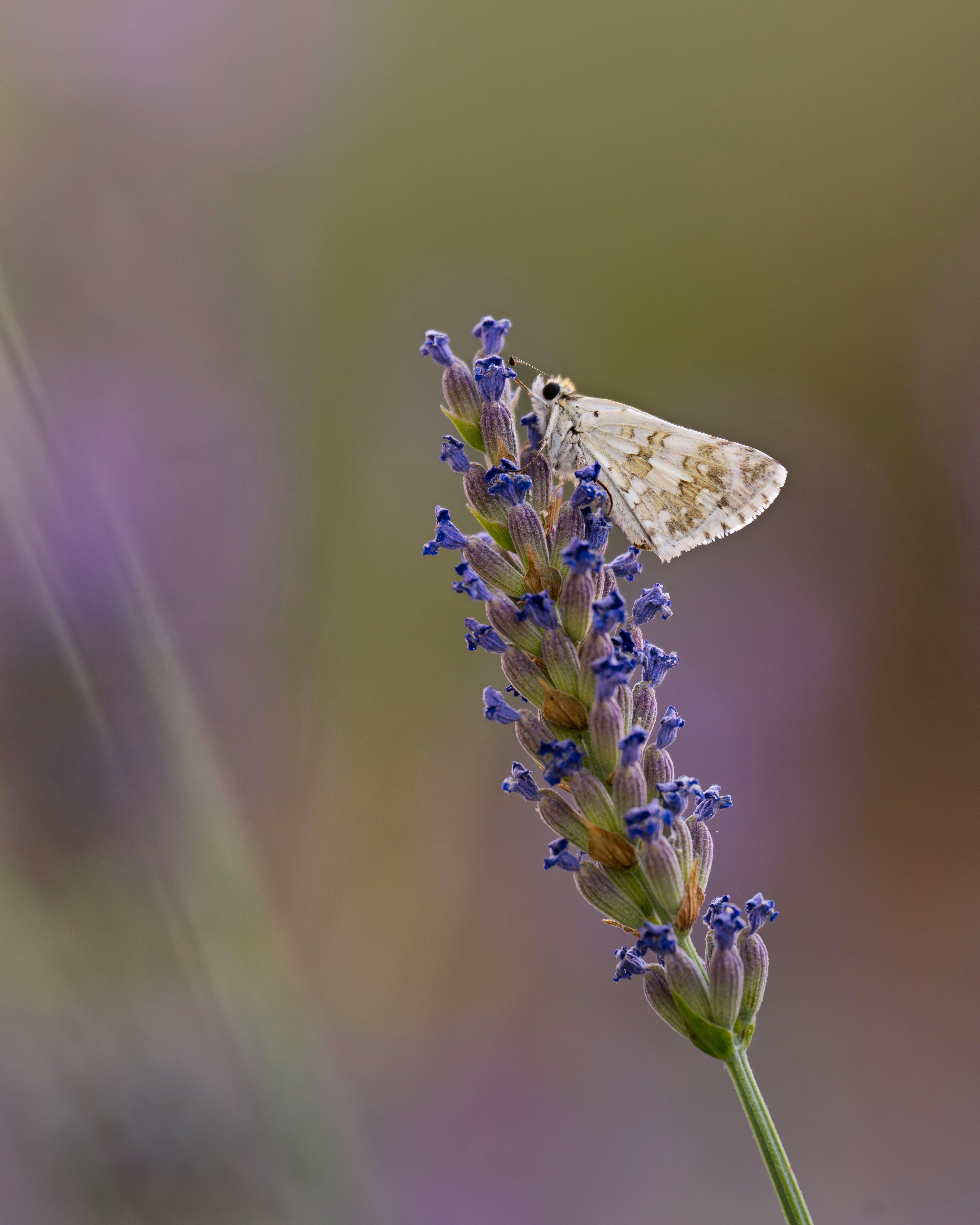 Moths Photos, Download The BEST Free Moths Stock Photos & HD Images