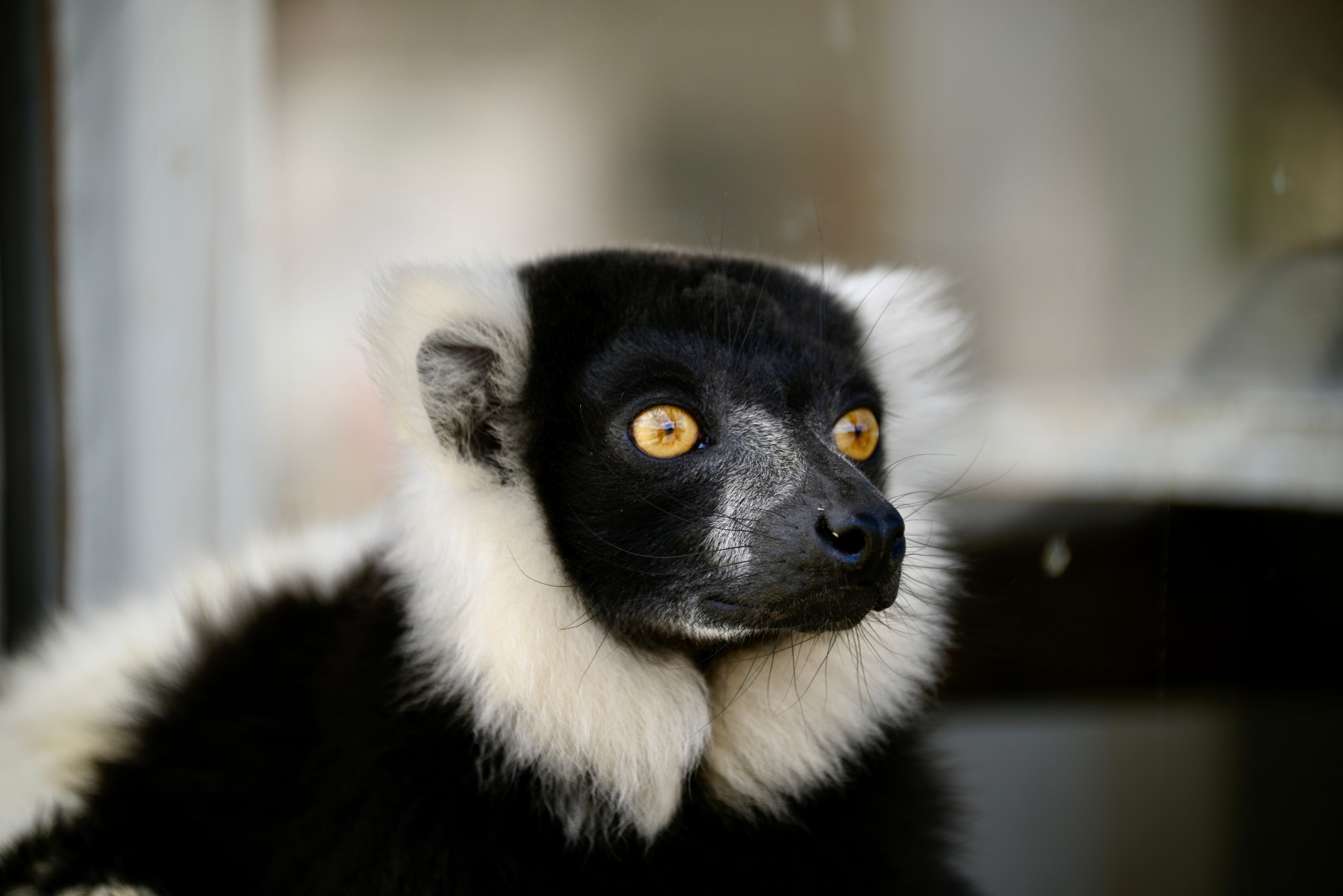 Close-Up of a Black and White Ruffed Lemur in UK Zoo · Free Stock Photo