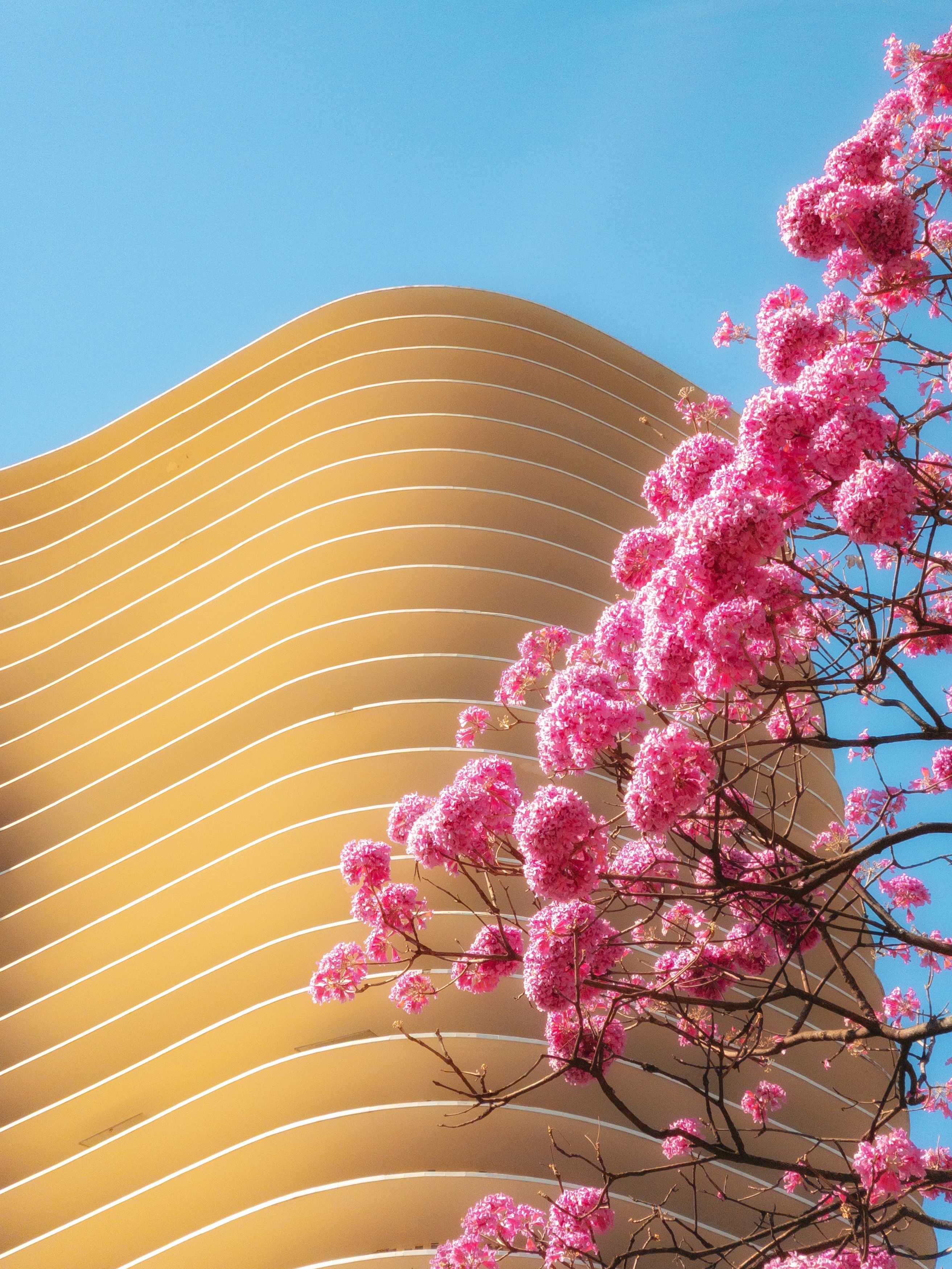 Modern Architecture with Blooming Pink Flowers · Free Stock Photo