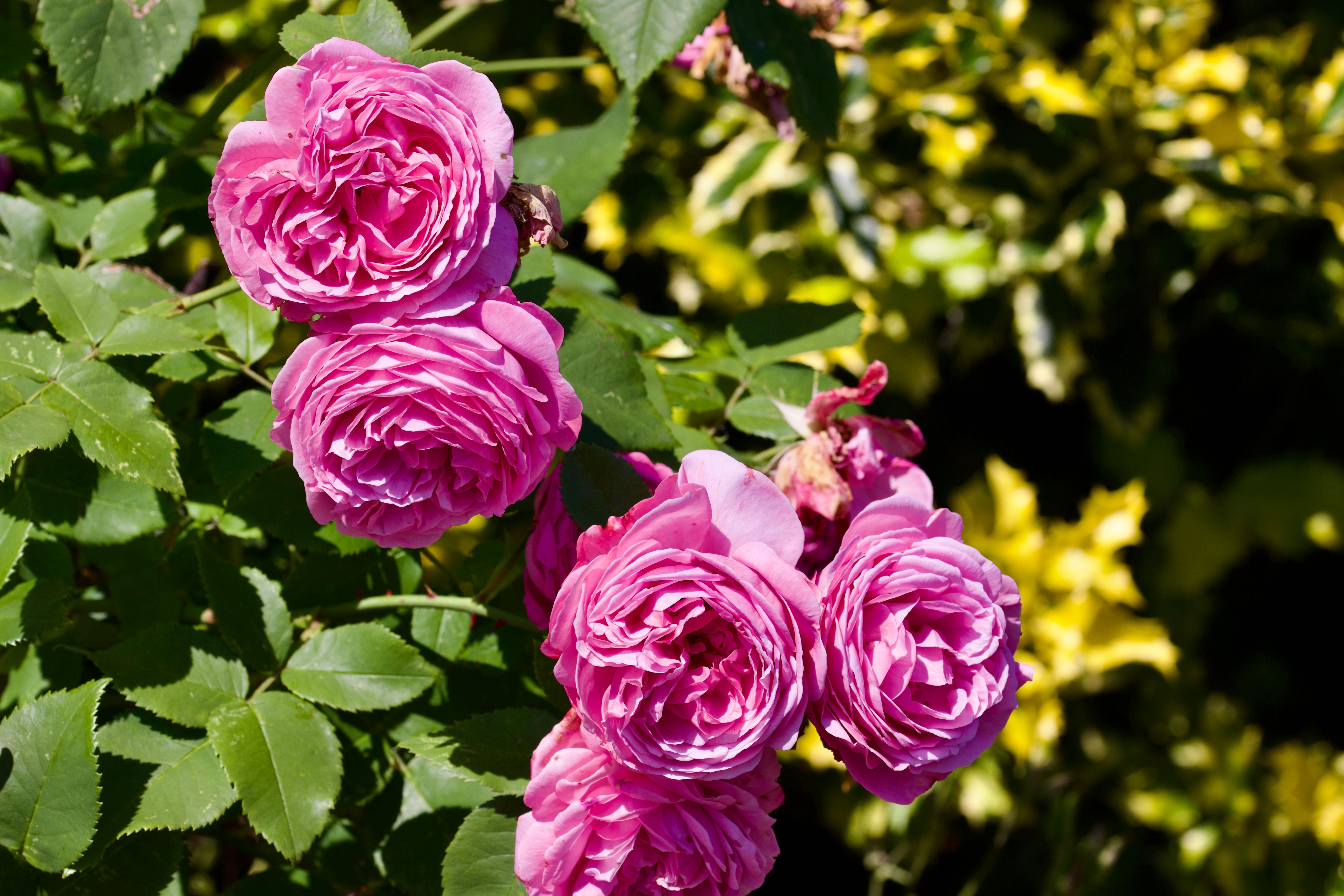 Vibrant Pink Roses Blooming in Sunlight · Free Stock Photo