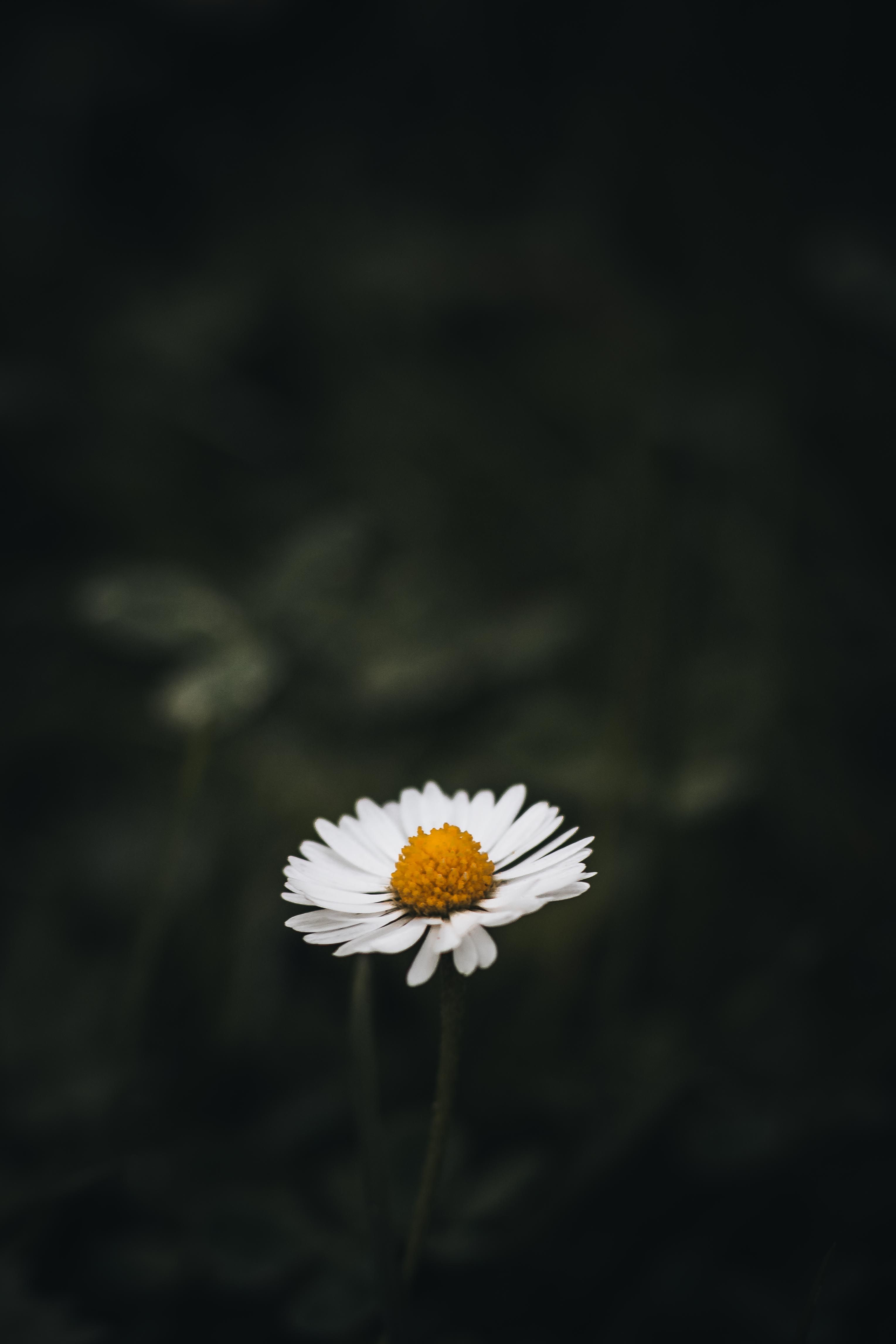 Serene Close-Up of Daisy in Low Light · Free Stock Photo