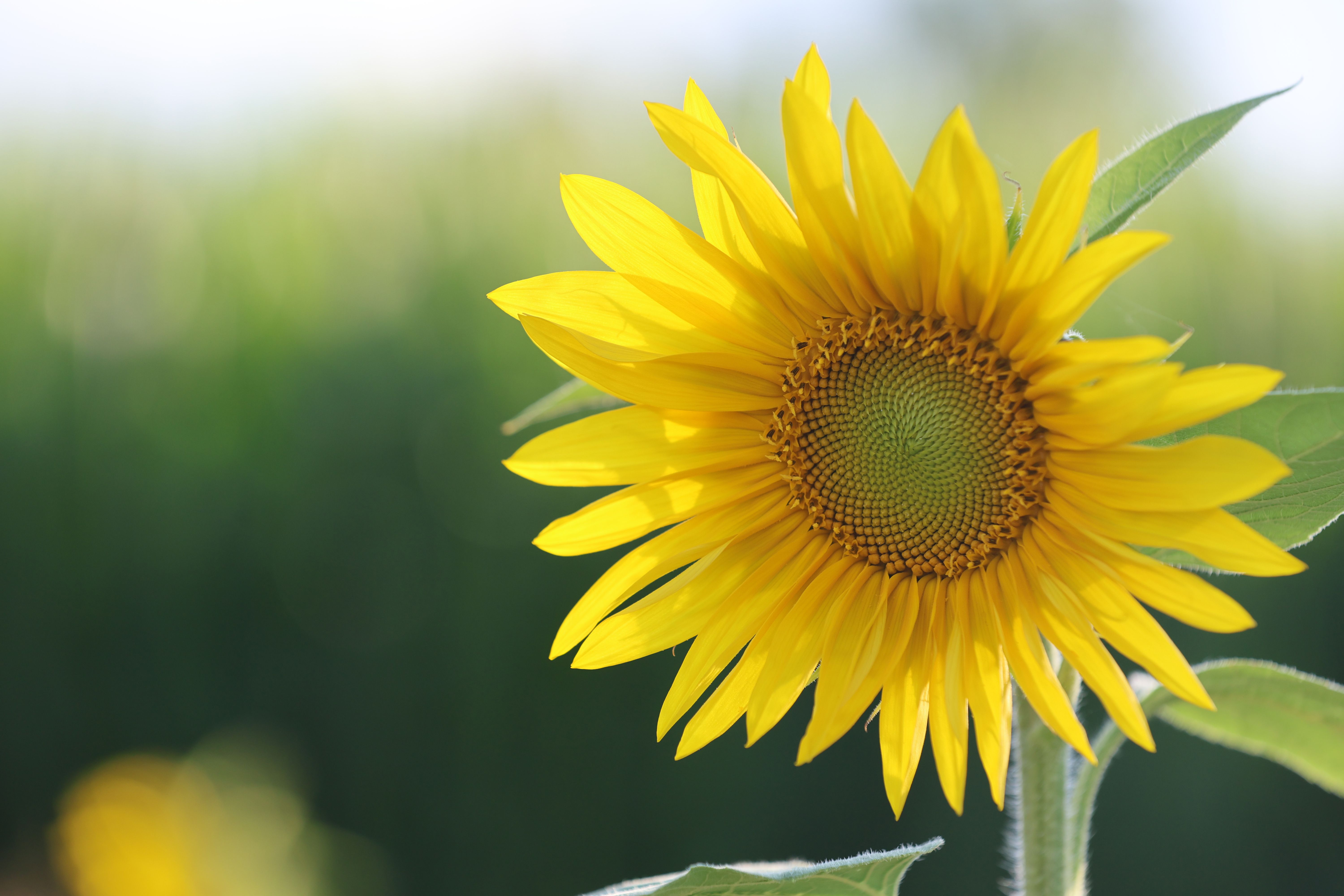 Sunflower Bloom · Free Stock Photo
