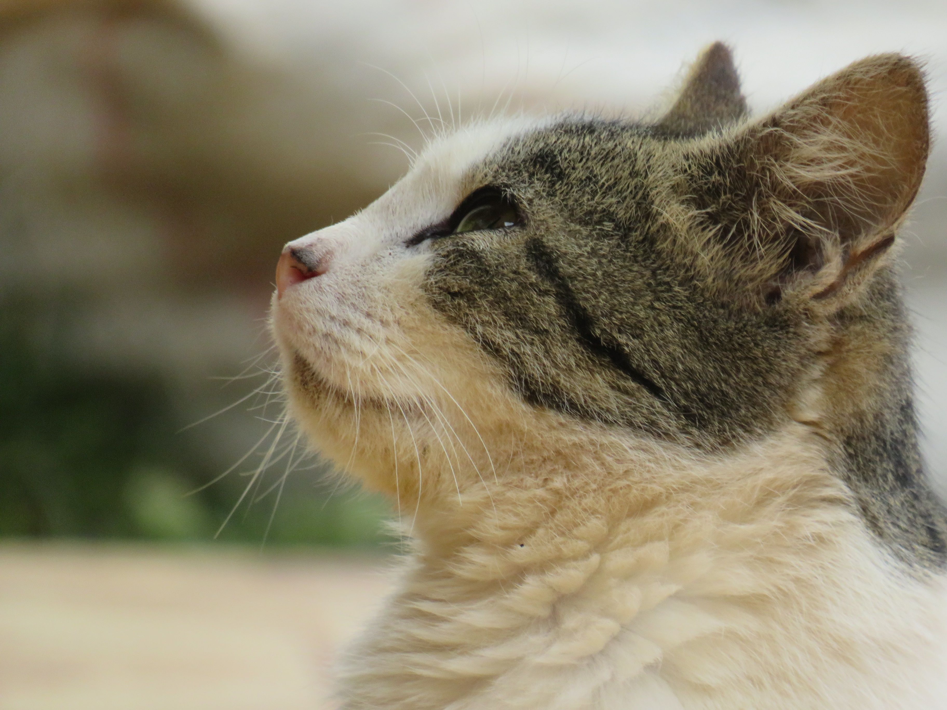 Side View Of Cat Photos, Download The BEST Free Side View Of Cat Stock ...