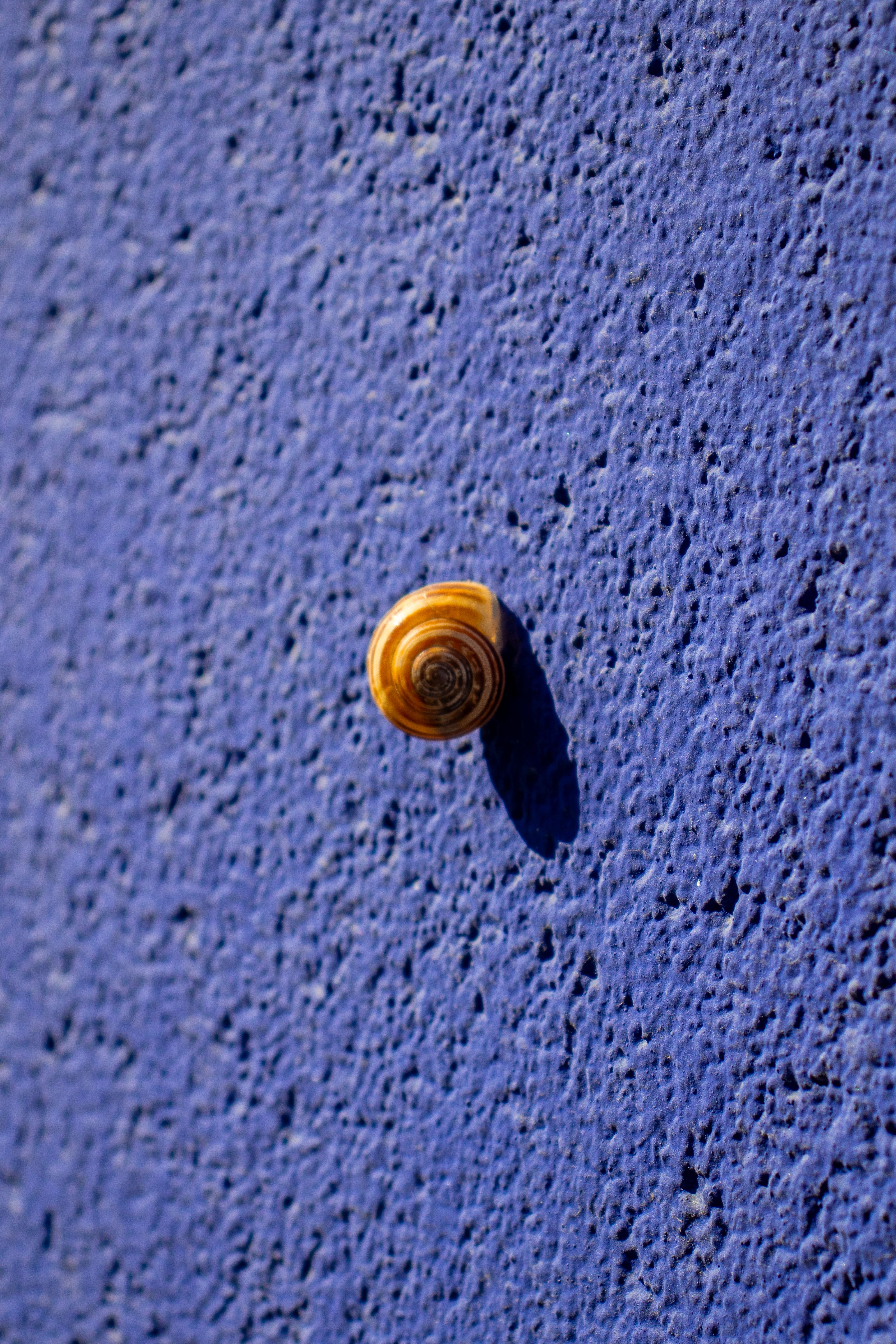 Snail on Vibrant Blue Textured Wall · Free Stock Photo