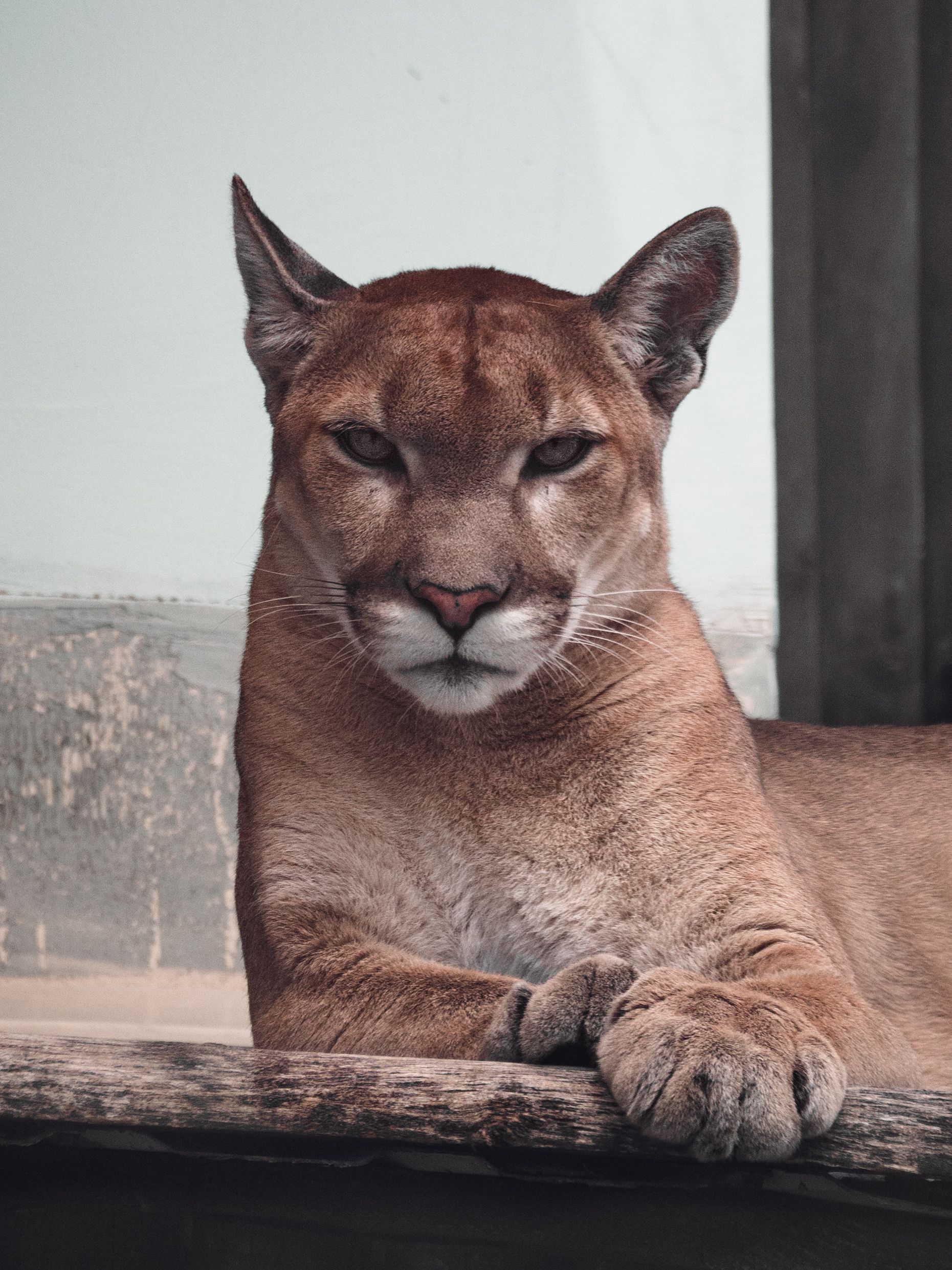 Portrait of a Resting Puma in Penza Zoo · Free Stock Photo