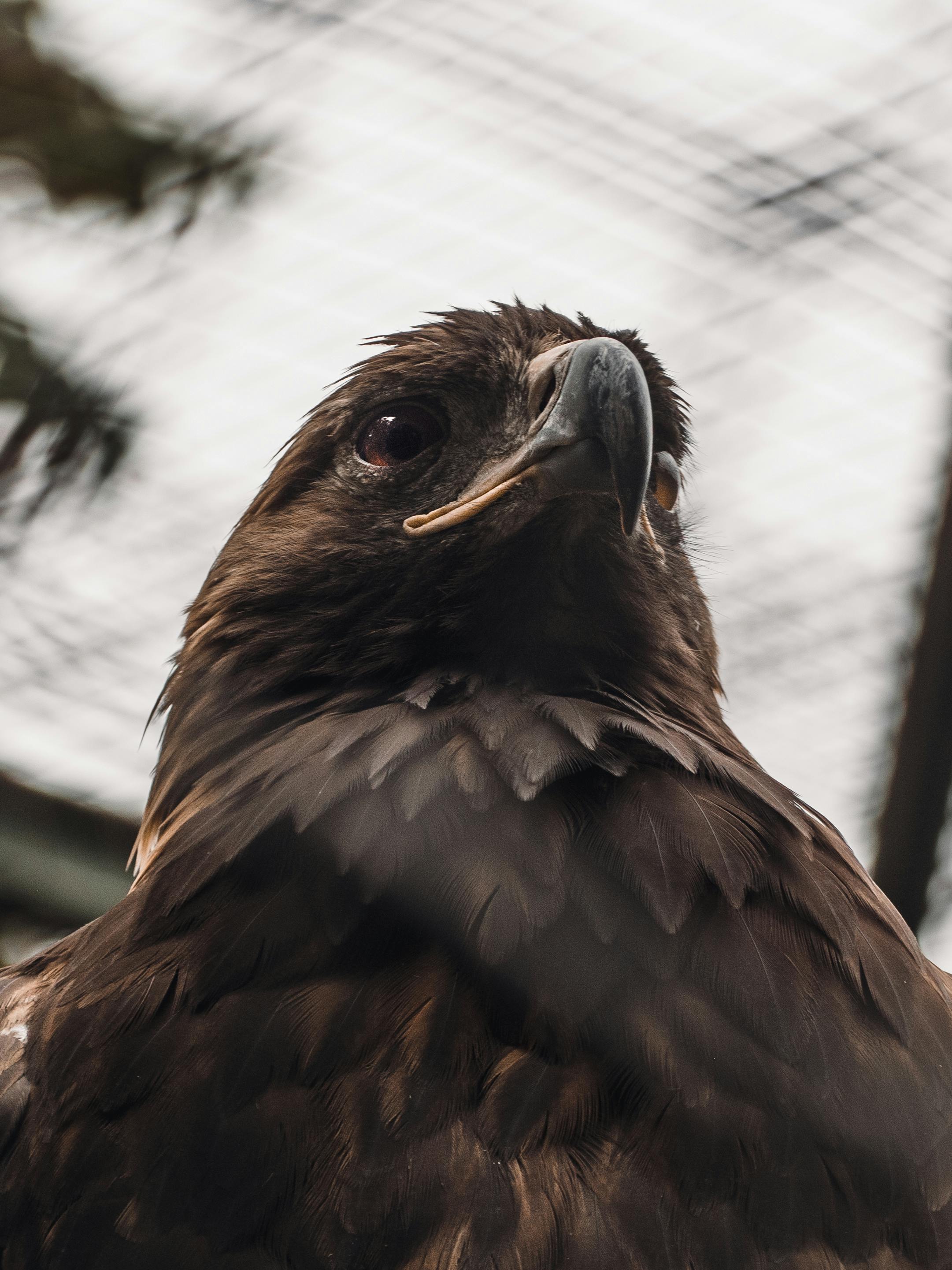 Close-up of a Majestic Golden Eagle in Penza · Free Stock Photo