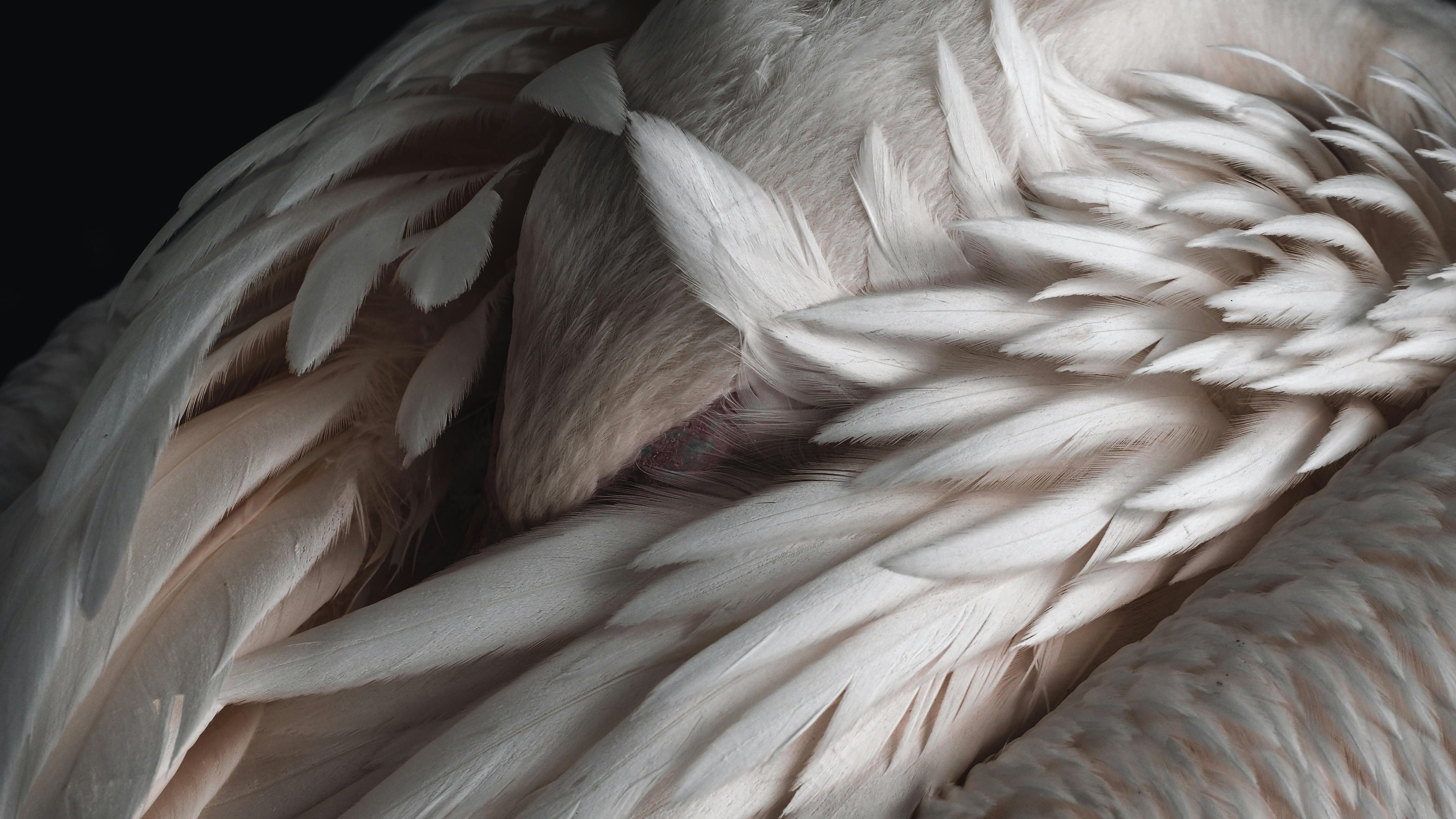 White Magik Photos, Download The BEST Free White Magik Stock Photos ...