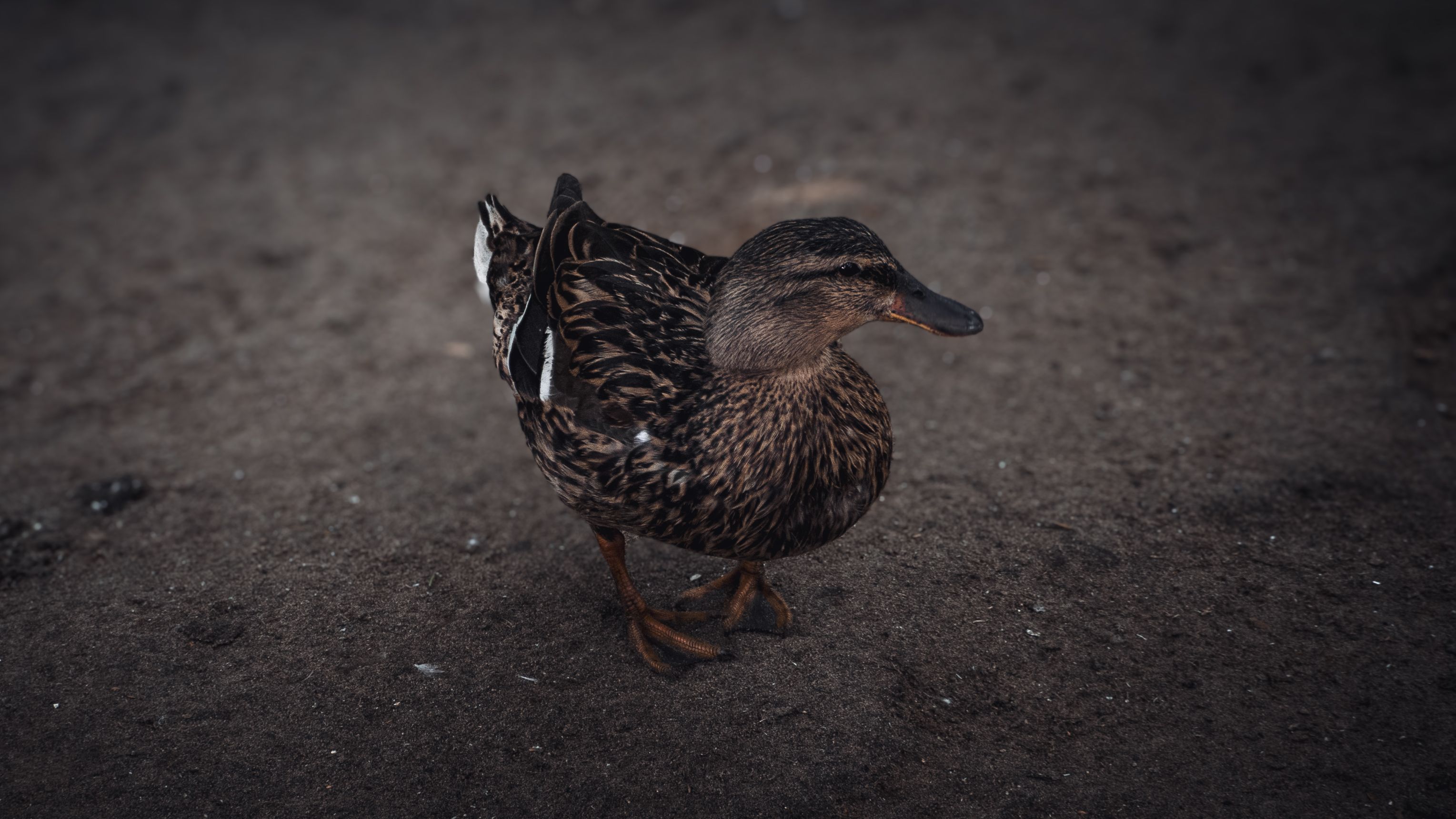 Broiler Hen Photos, Download The BEST Free Broiler Hen Stock Photos ...