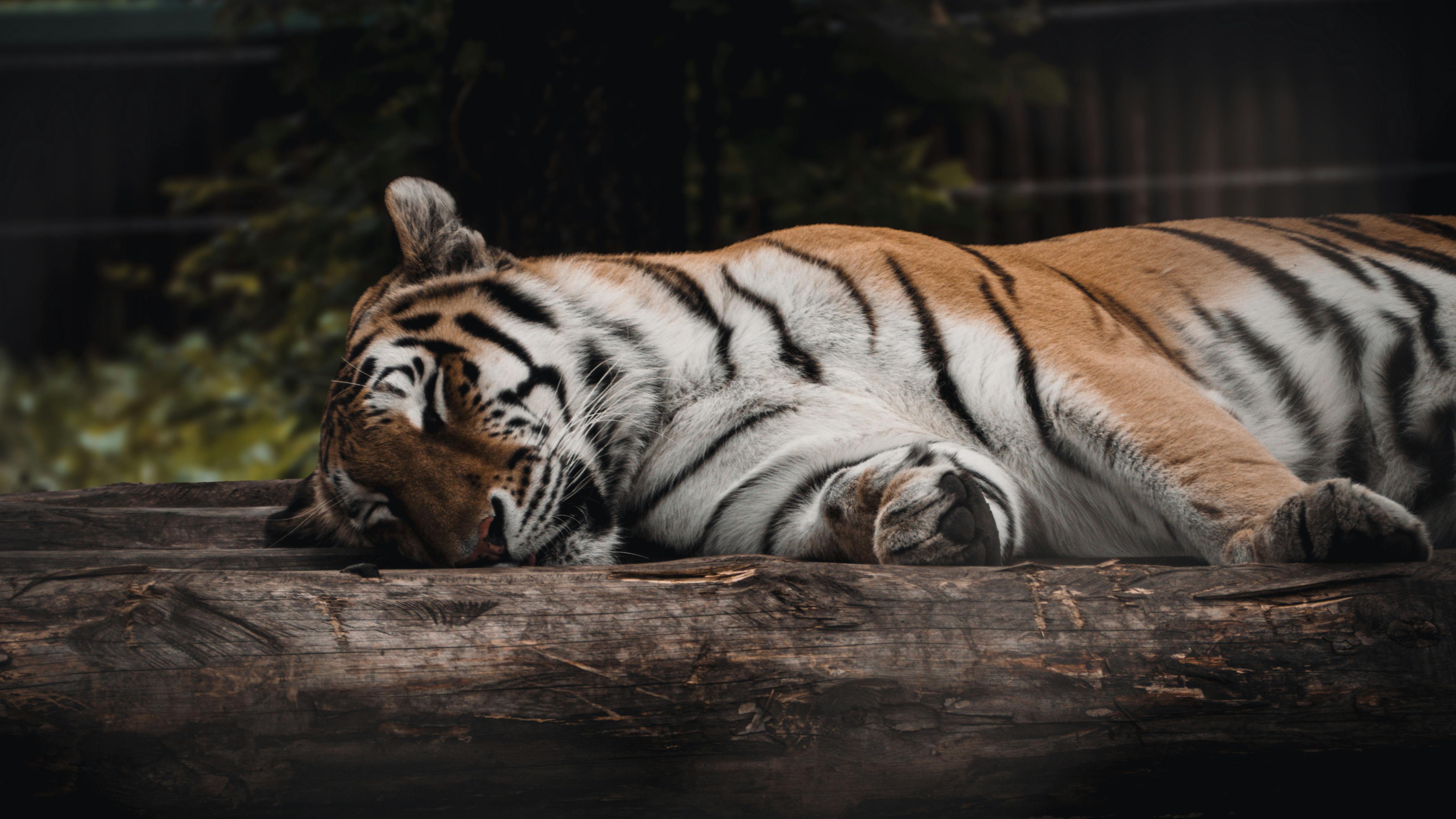 Black Tigers Photos, Download The BEST Free Black Tigers Stock Photos ...