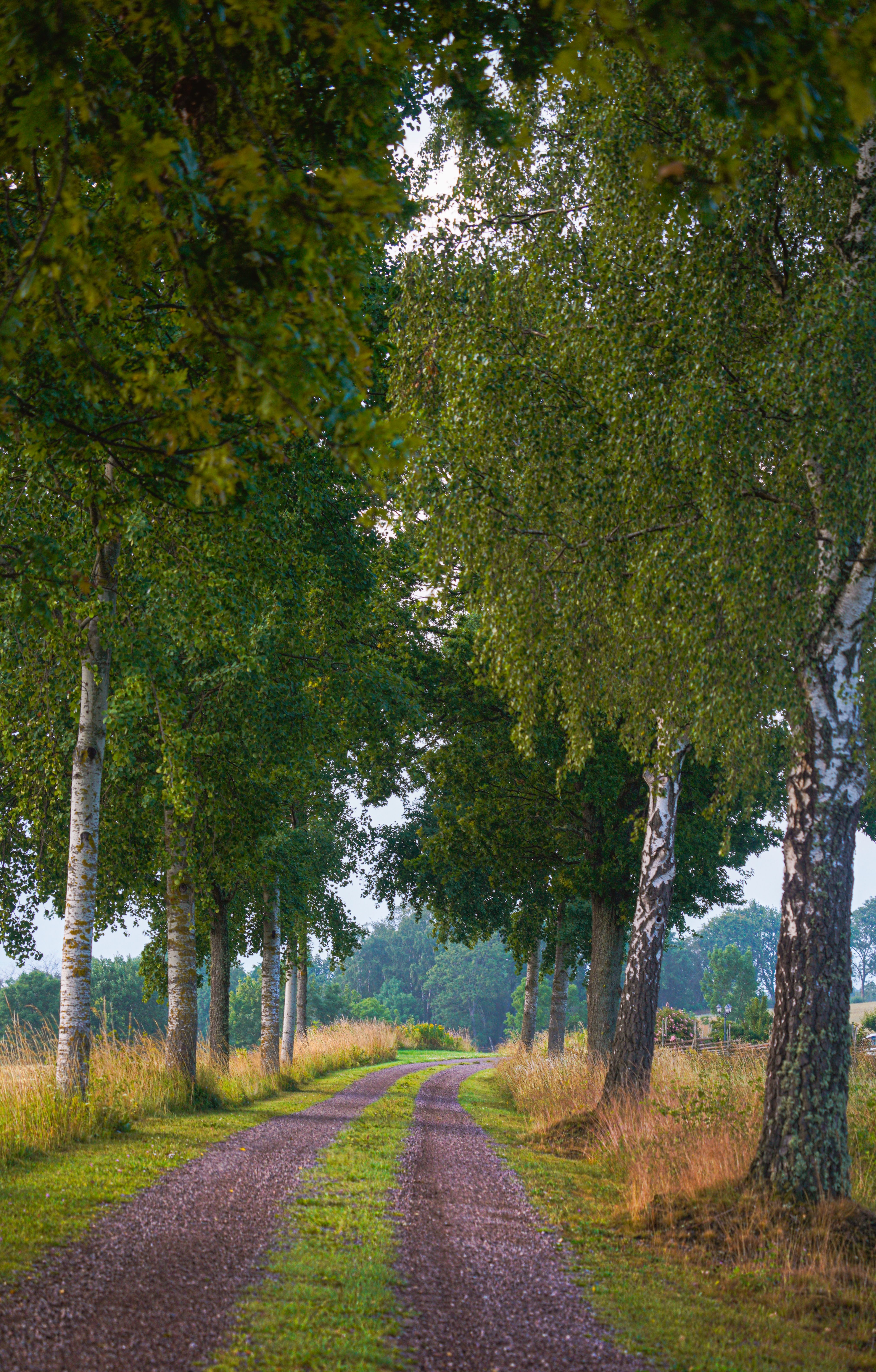 Serene Countryside Road Lined with Birch Trees · Free Stock Photo