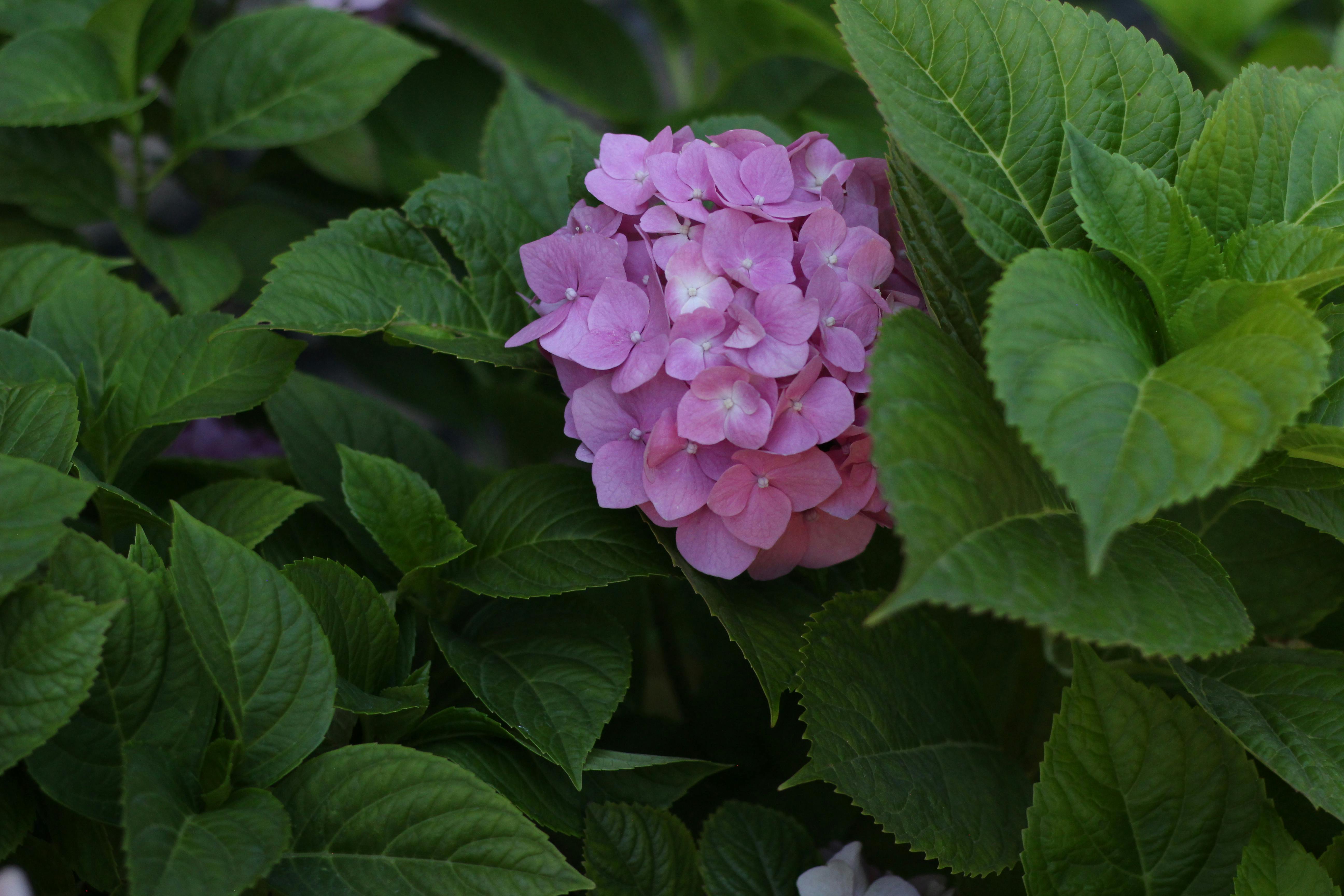 Shrub Stage Photos, Download The BEST Free Shrub Stage Stock Photos ...