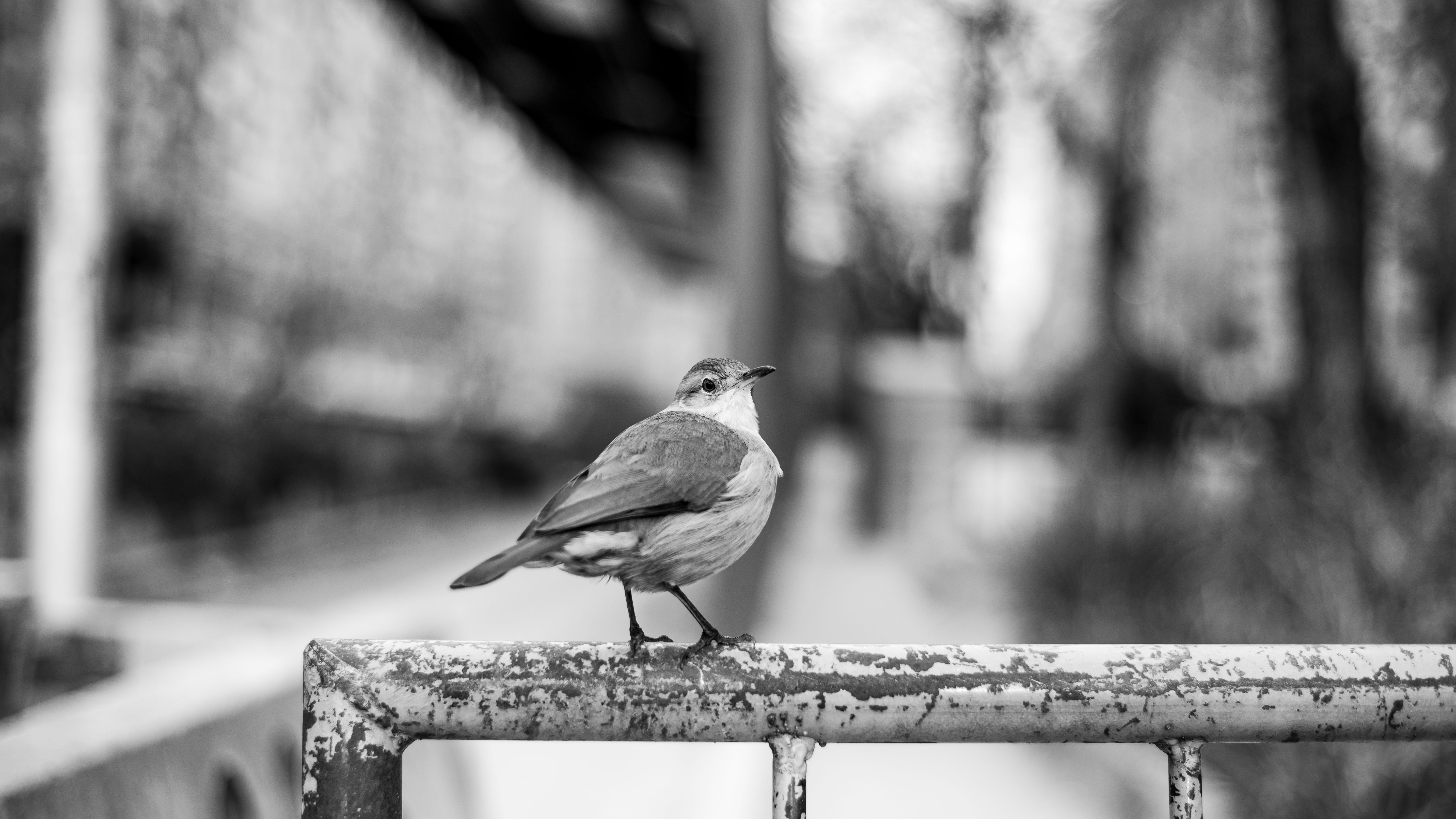 Bird Grayscale Photos, Download The BEST Free Bird Grayscale Stock ...