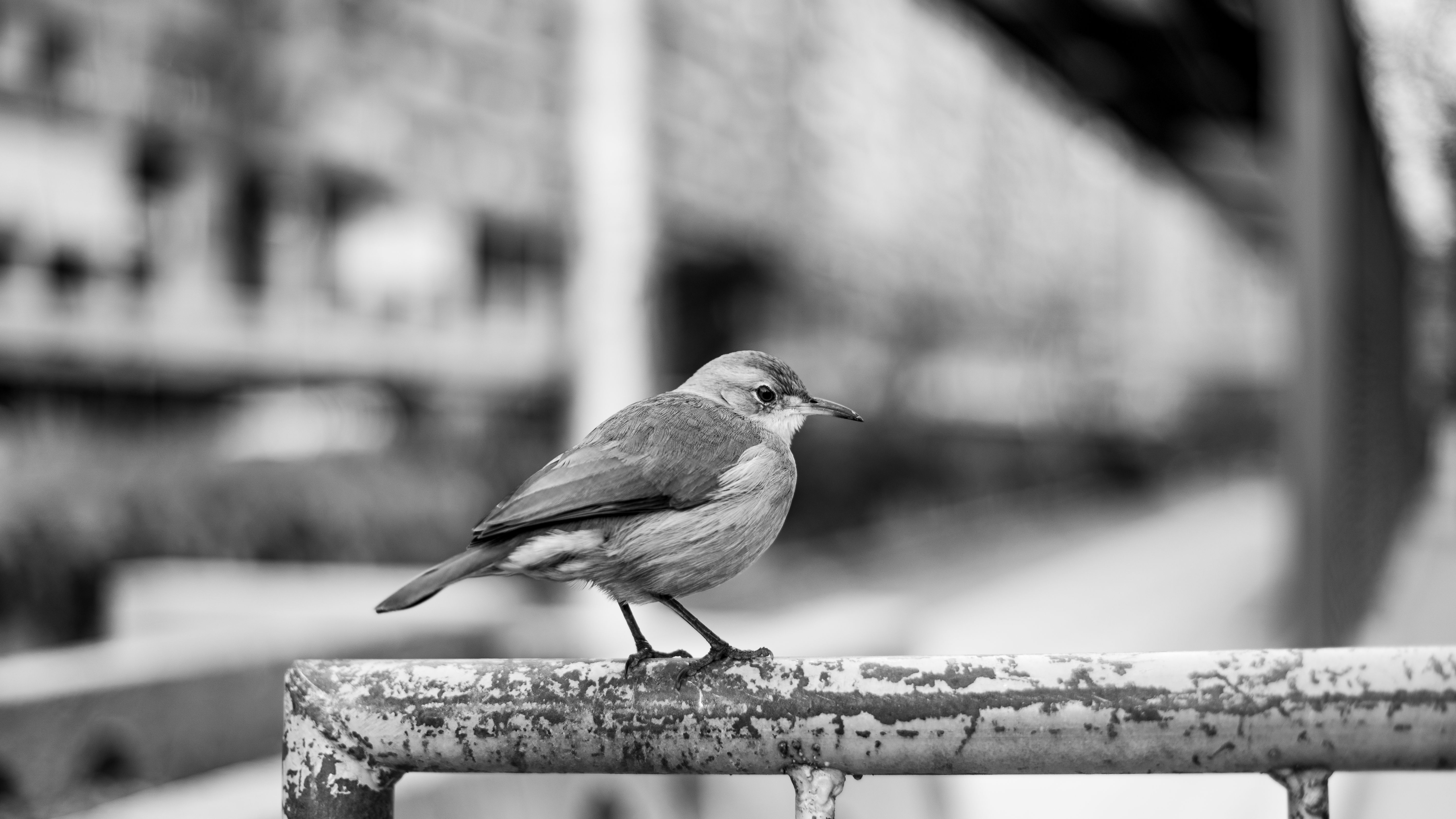 Monochrome Bird Perched in Urban Buenos Aires · Free Stock Photo