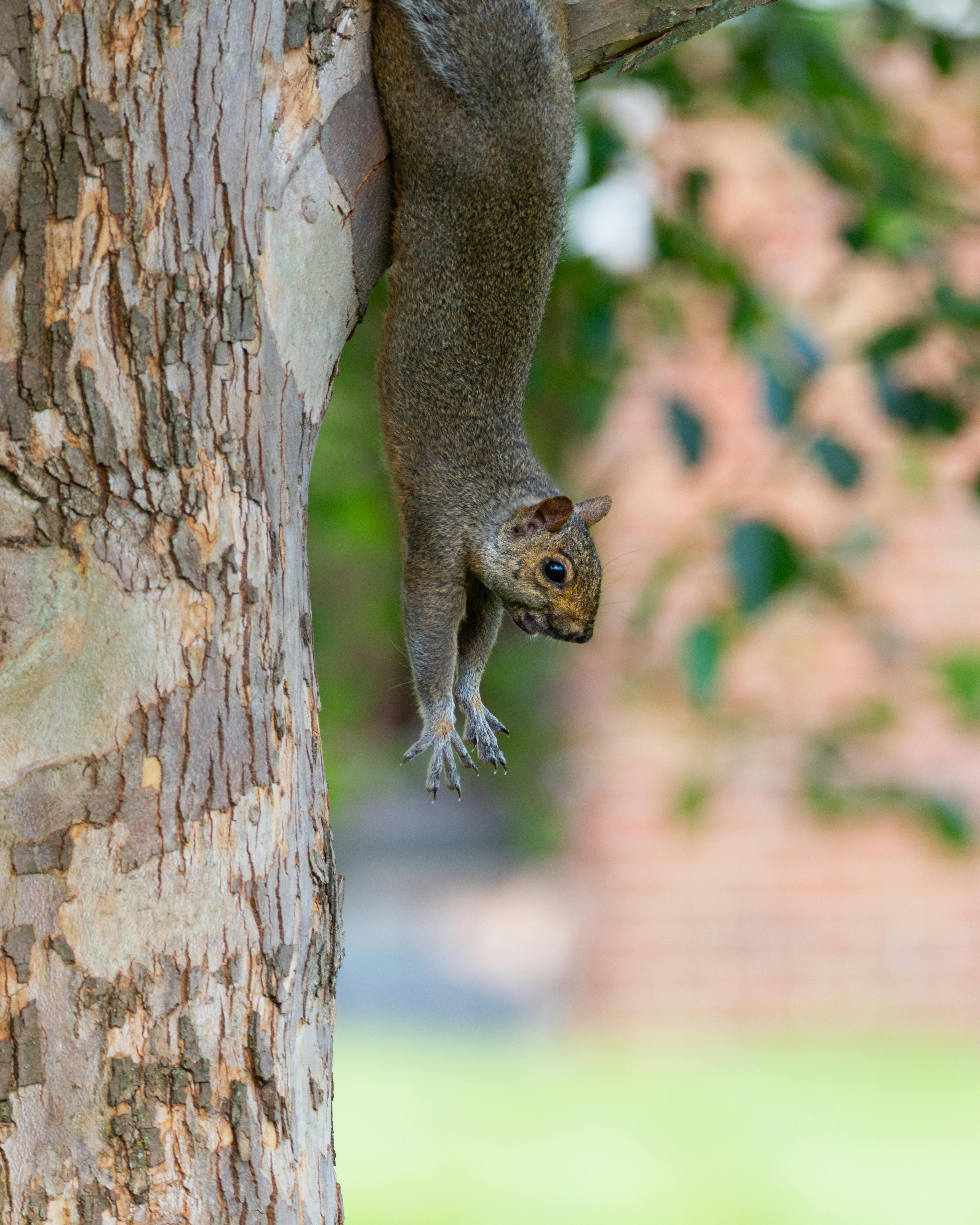 Hanging In Tree Photos, Download The BEST Free Hanging In Tree Stock ...