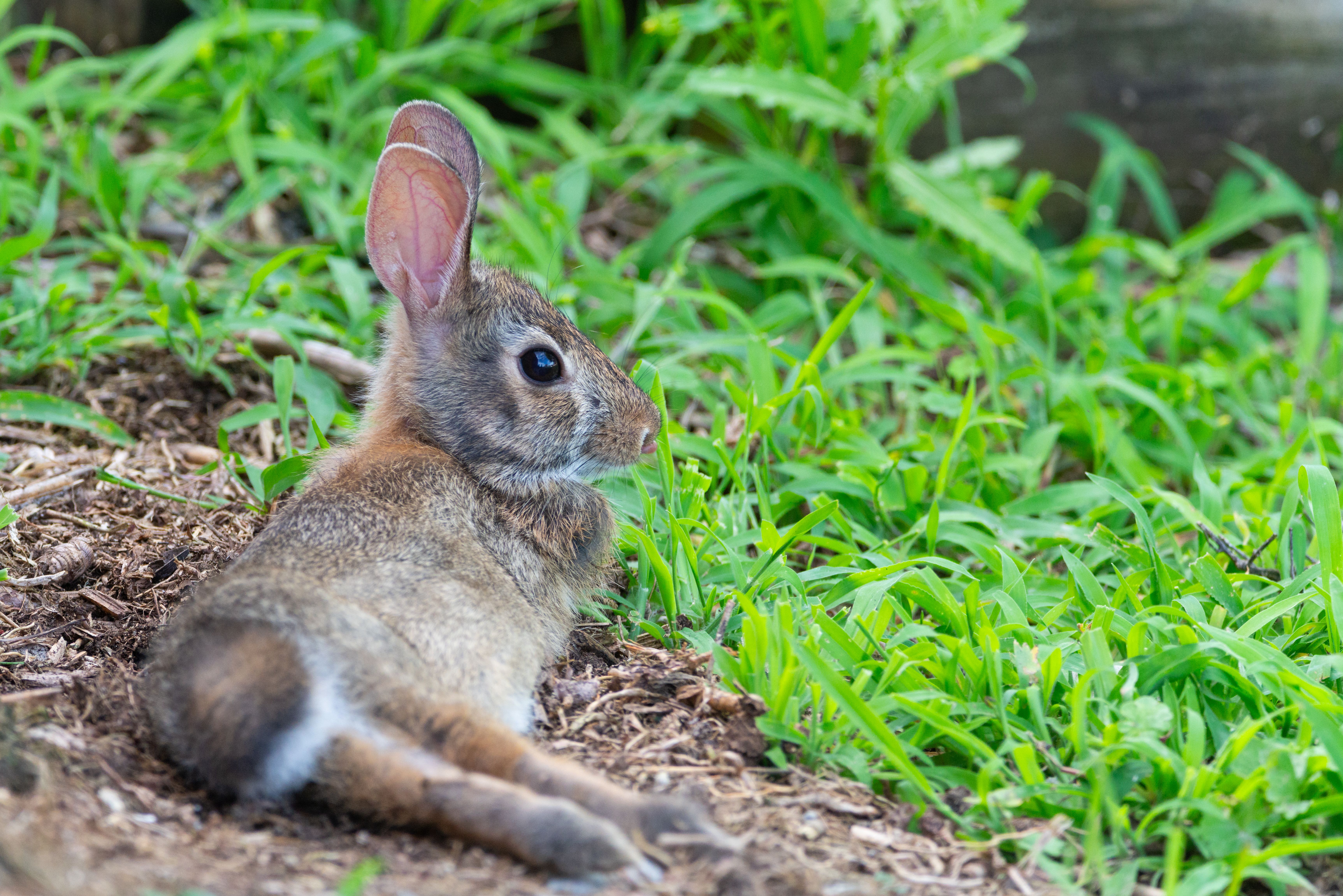 Wild Rabbit Relaxing in Green Grass · Free Stock Photo