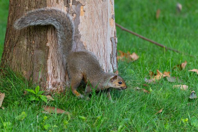 Eastern Gray Squirrel Nest: Habitat and Distribution Secrets