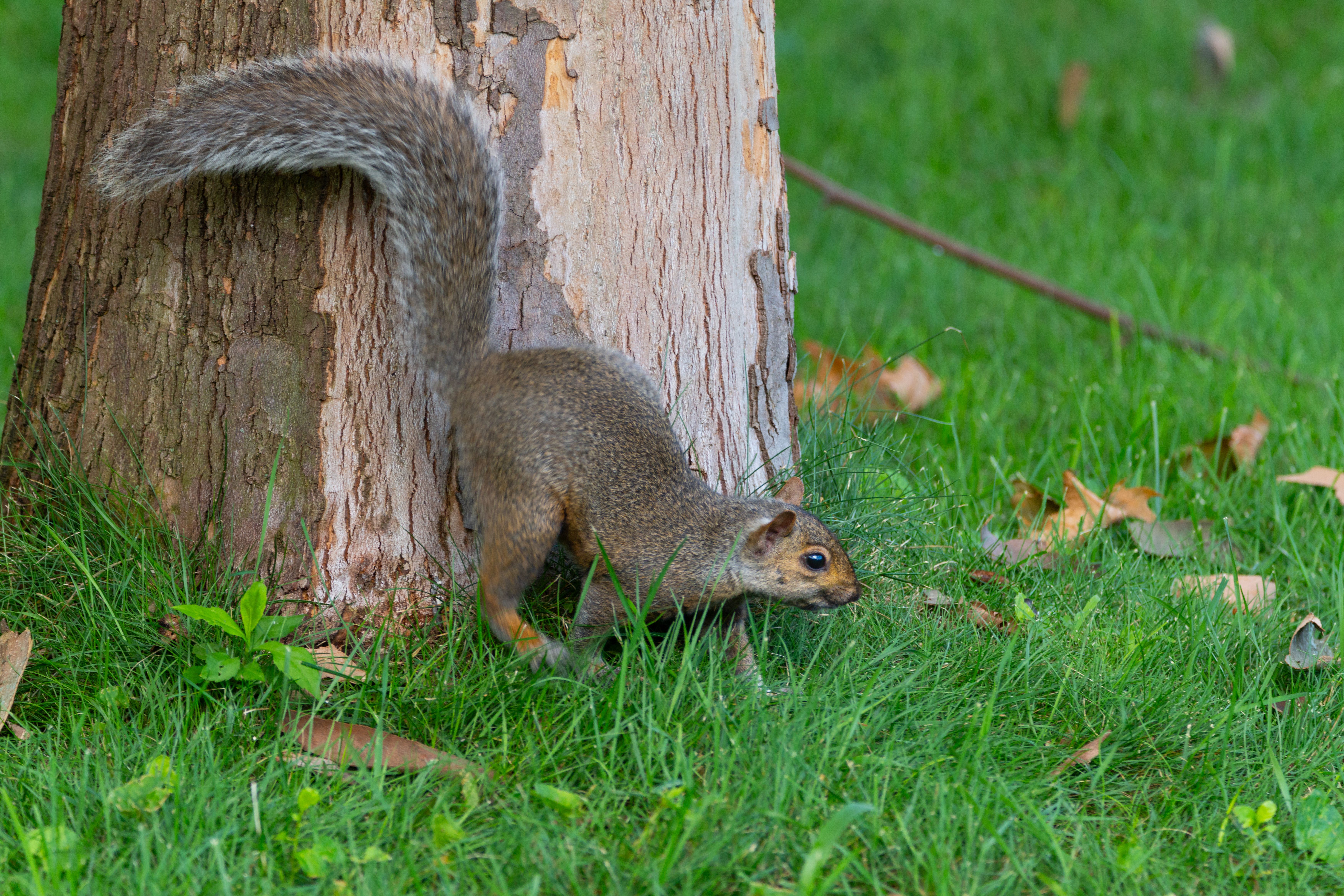 Pomni Tail Photos, Download The BEST Free Pomni Tail Stock Photos & HD ...