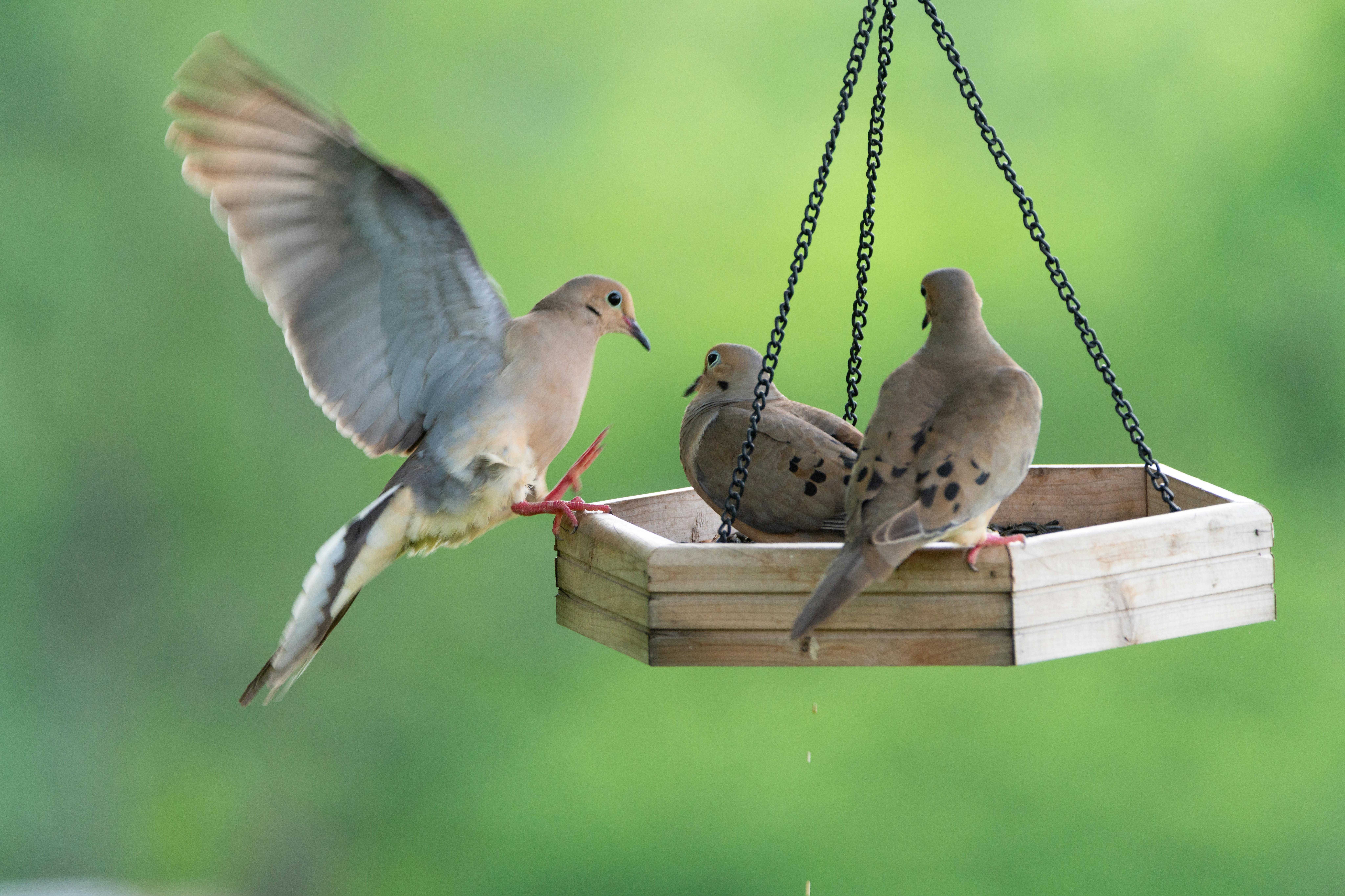 Three Mourning Doves Feeding on a Bird Feeder Outdoors · Free Stock Photo