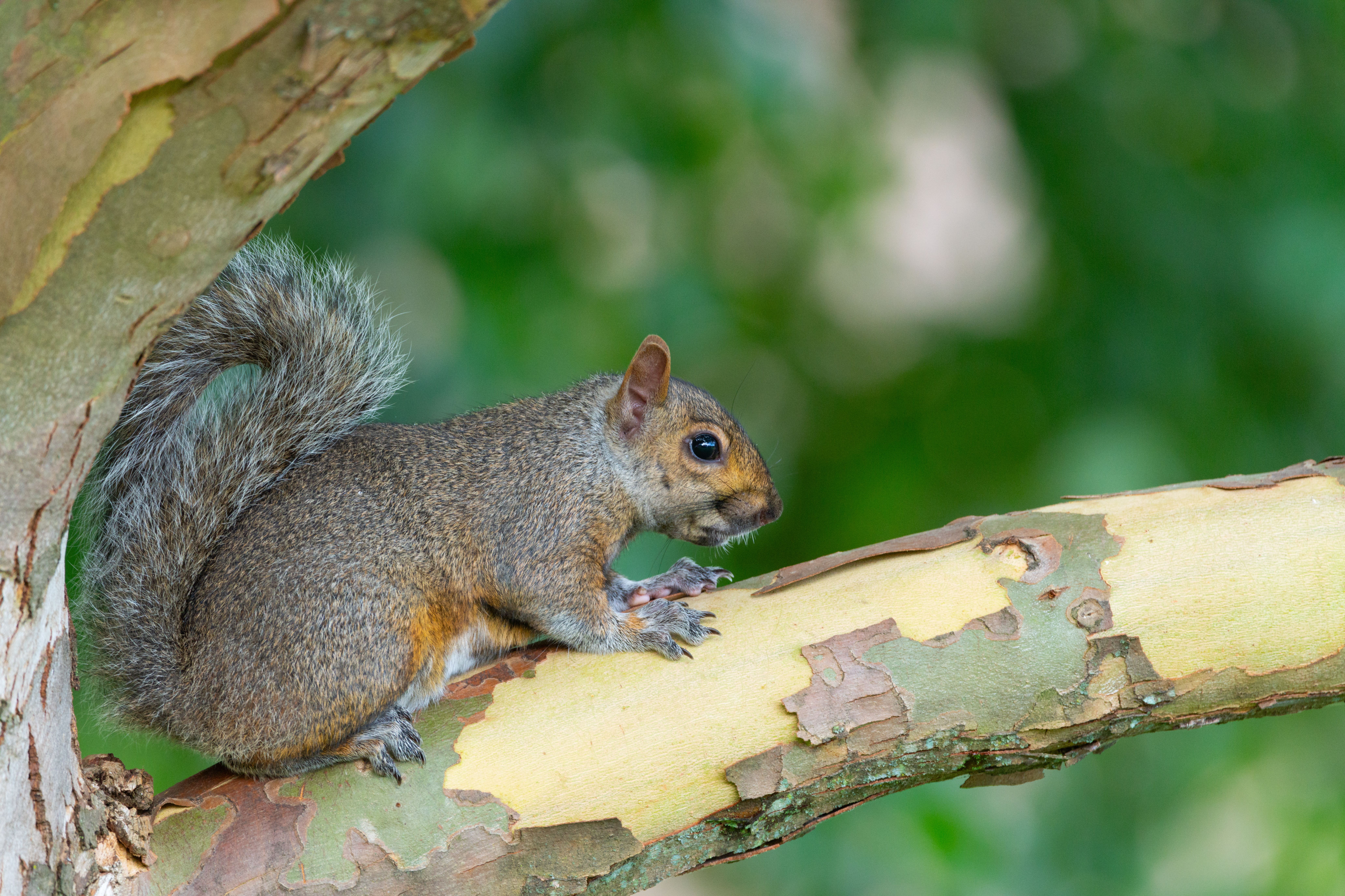 Close-Up of Eastern Gray Squirrel on Tree Branch · Free Stock Photo