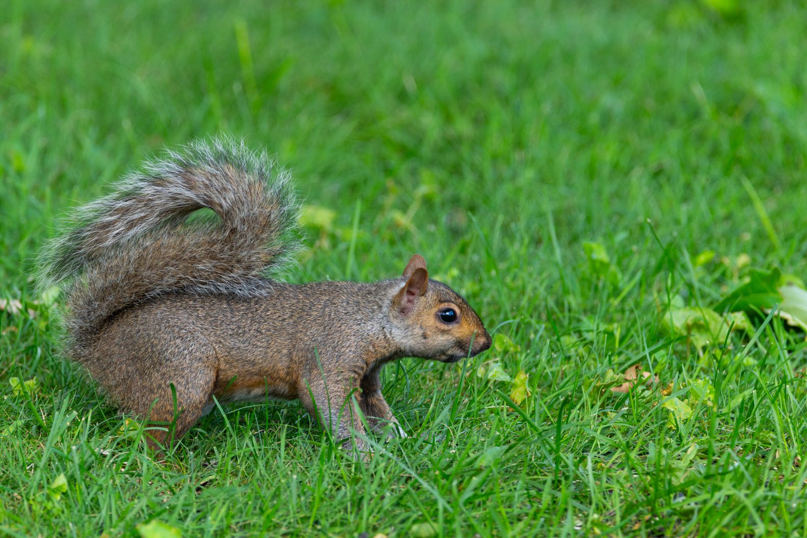 Eastern Gray Squirrel Diet and Behavior: Nutritional Habits