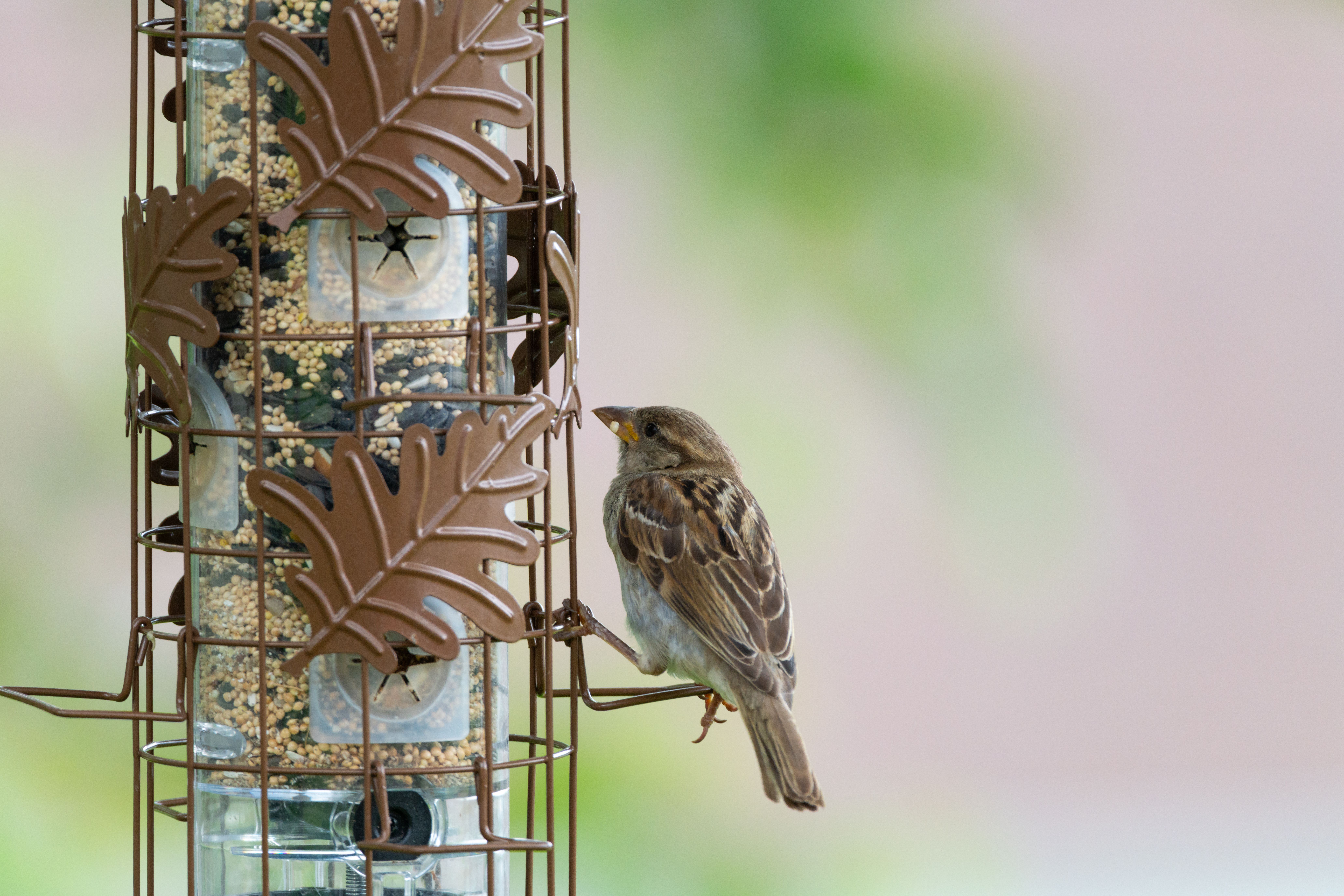 Bird Feeding Photography Photos, Download The BEST Free Bird Feeding ...