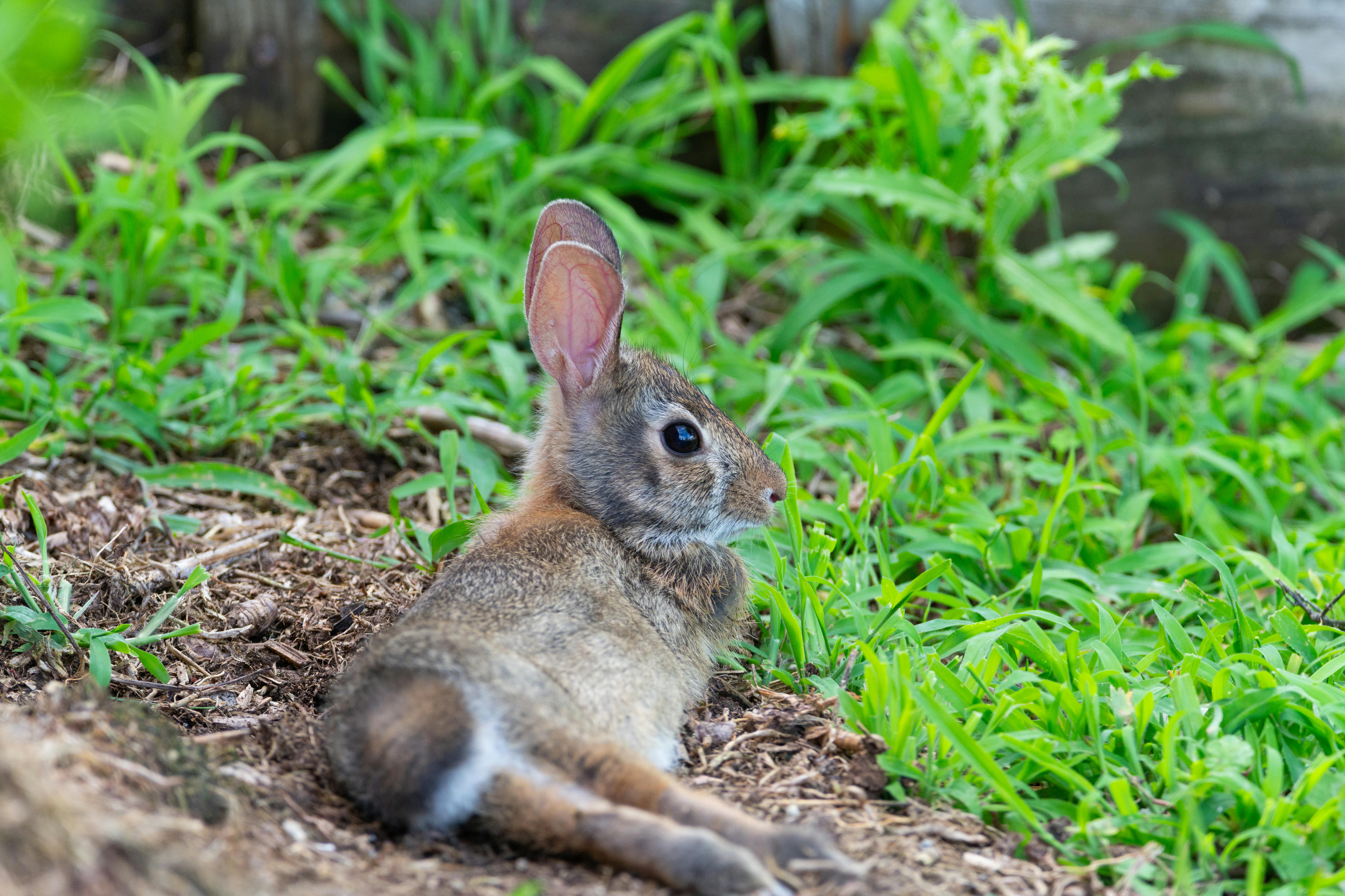 Relaxed Wild Rabbit in Lush Green Grass · Free Stock Photo