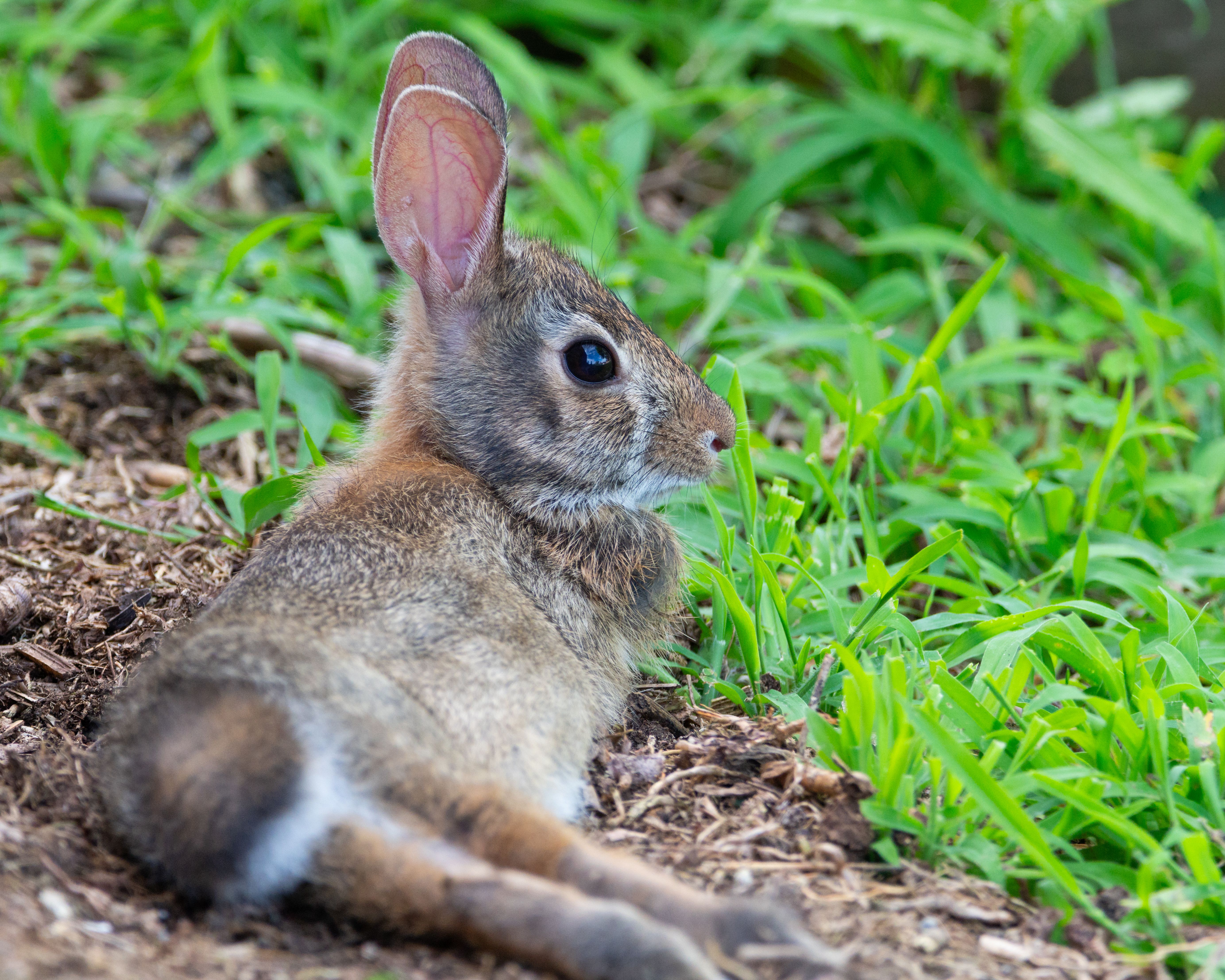 Eastern Cottontail Rabbit Resting in Grass · Free Stock Photo