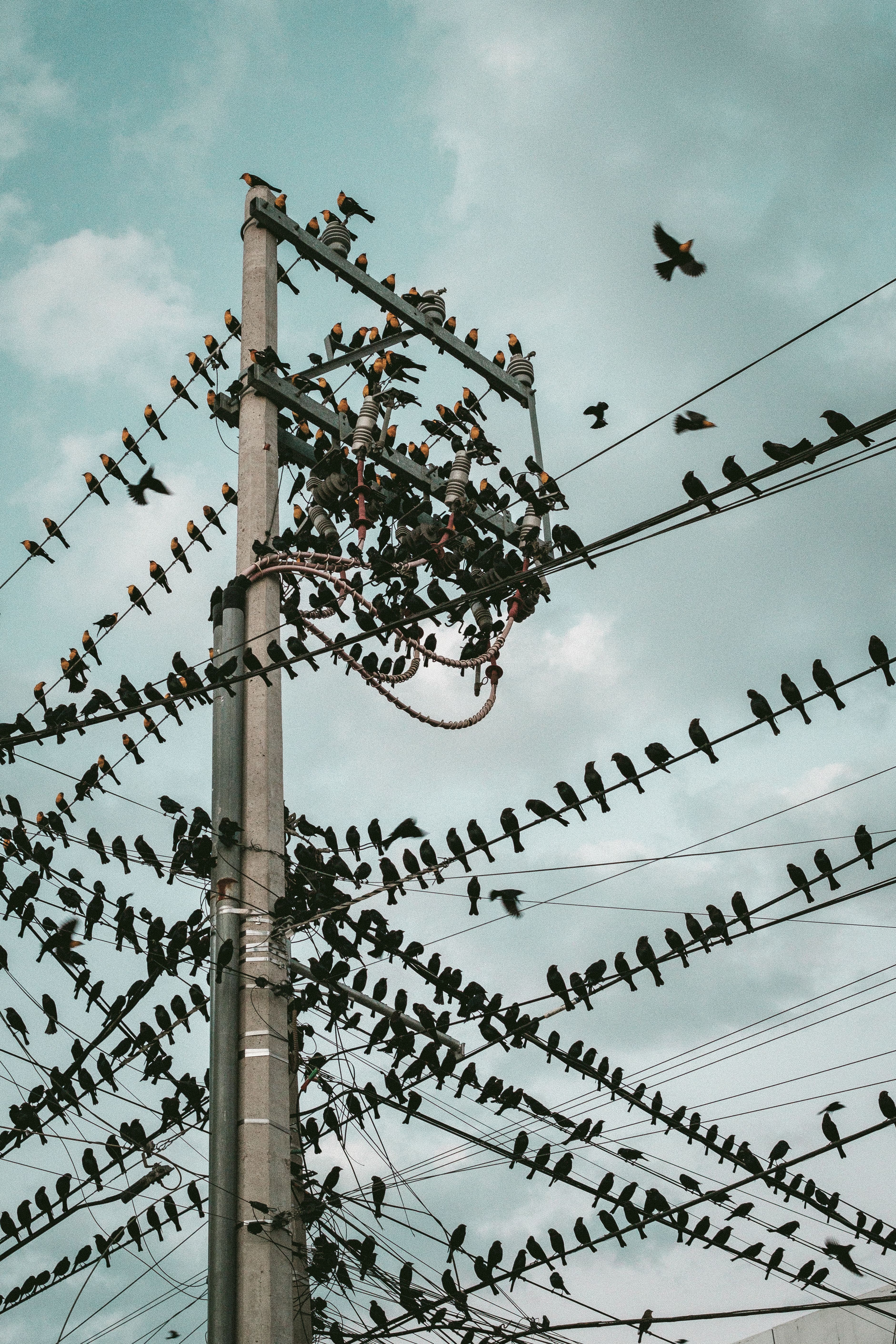 Birds Perched on Power Lines Against Cloudy Sky · Free Stock Photo