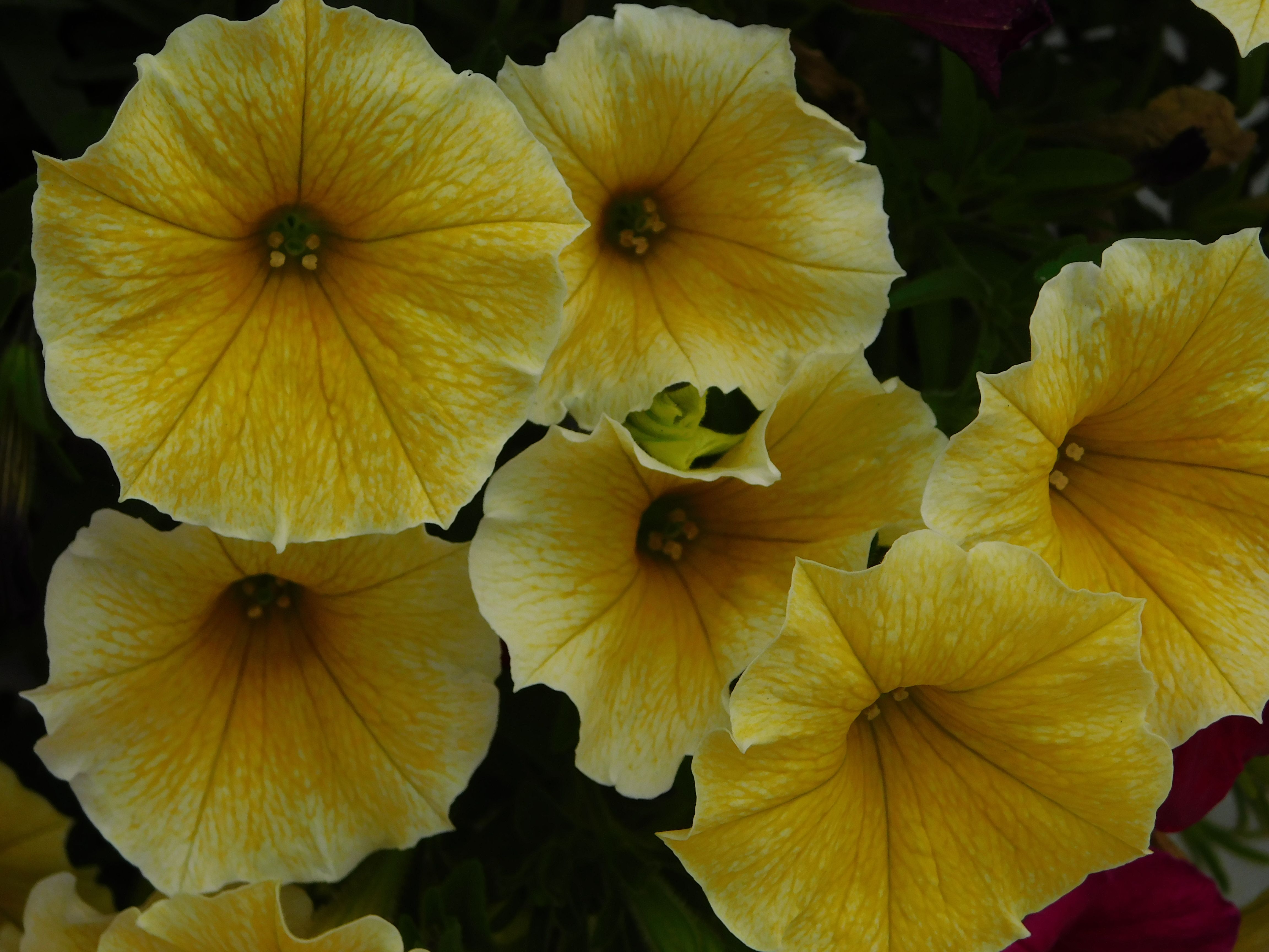 Vibrant Yellow Petunias in Bloom · Free Stock Photo