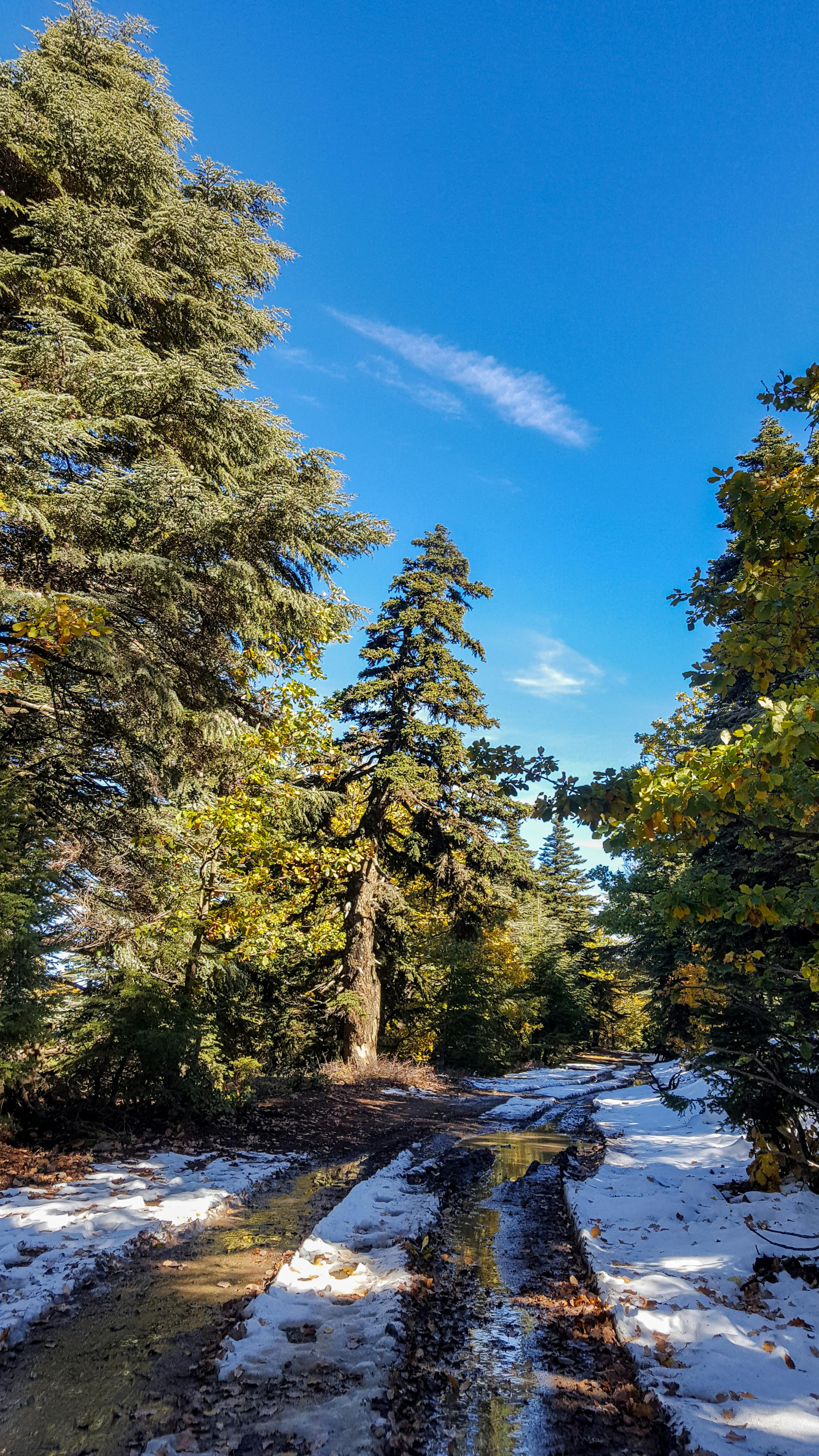 Scenic Winter Path through Algerian Forest · Free Stock Photo