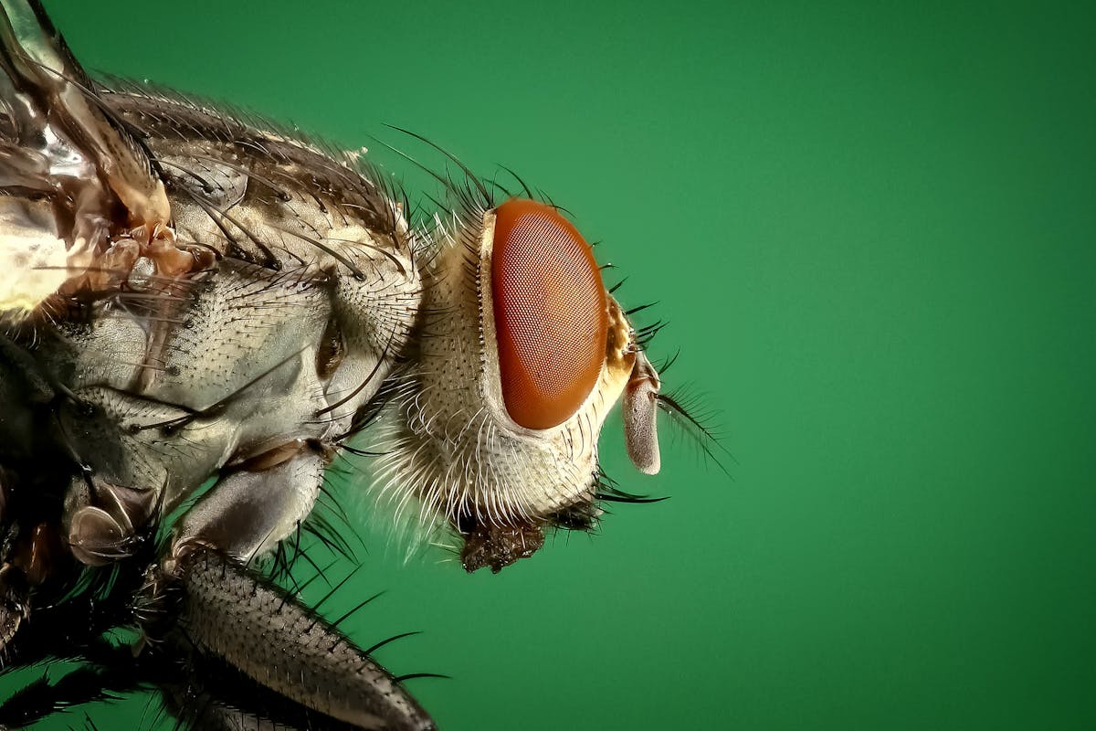 Fly Close Up Photos, Download The BEST Free Fly Close Up Stock Photos ...