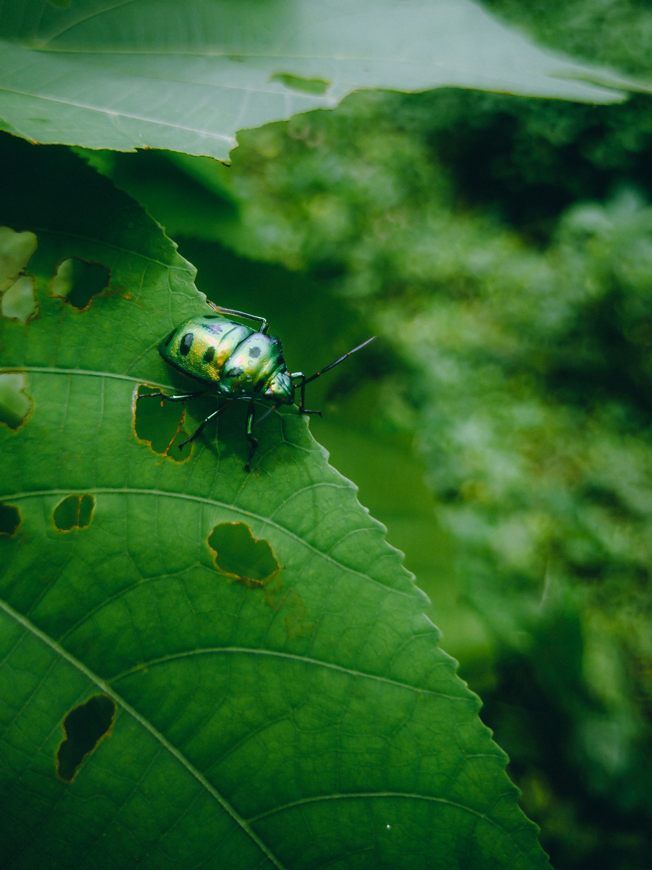 Vibrant Jewel Bug on Leaf in Indian Jungle · Free Stock Photo