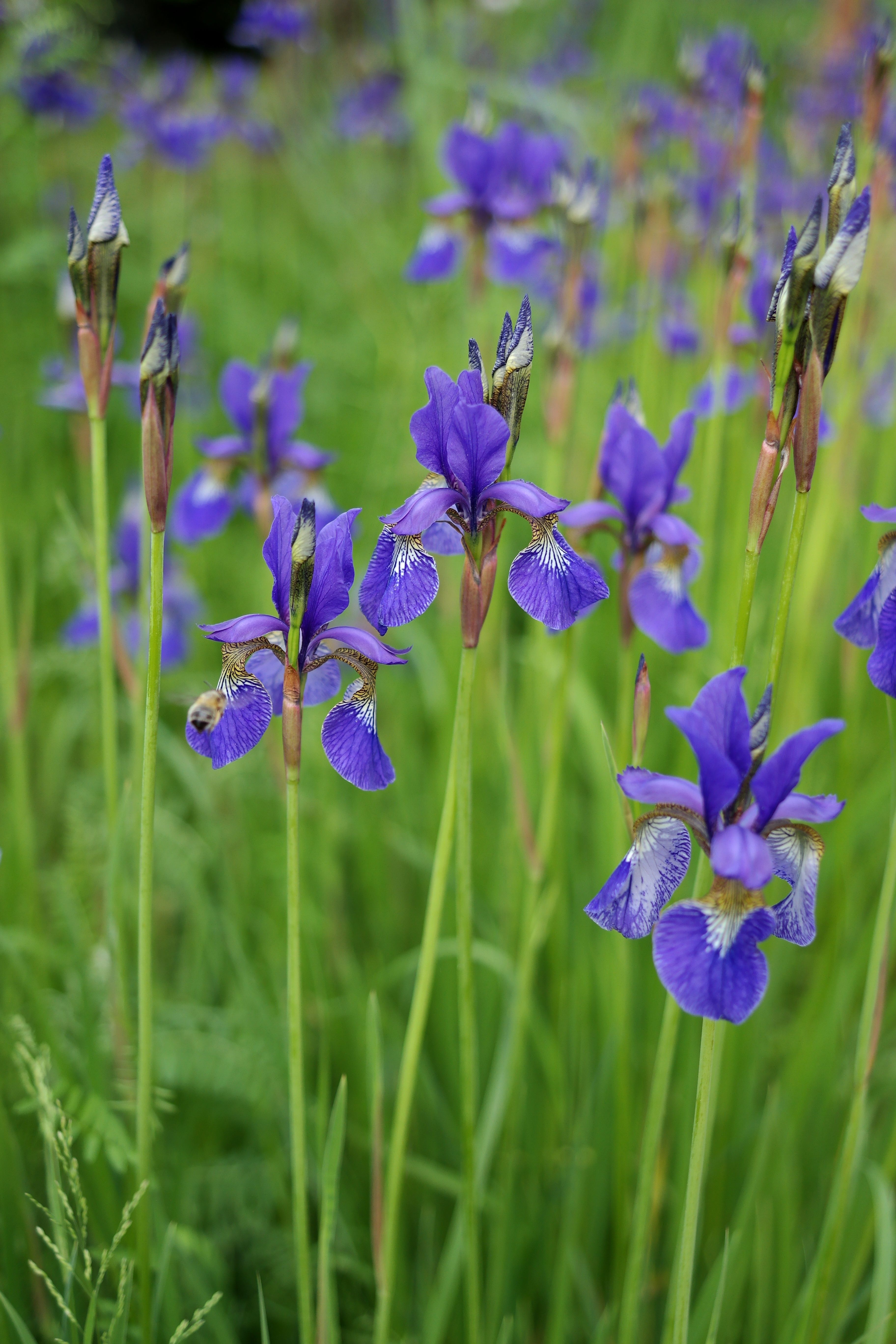 Vibrant Purple Iris Flowers in Bloom · Free Stock Photo