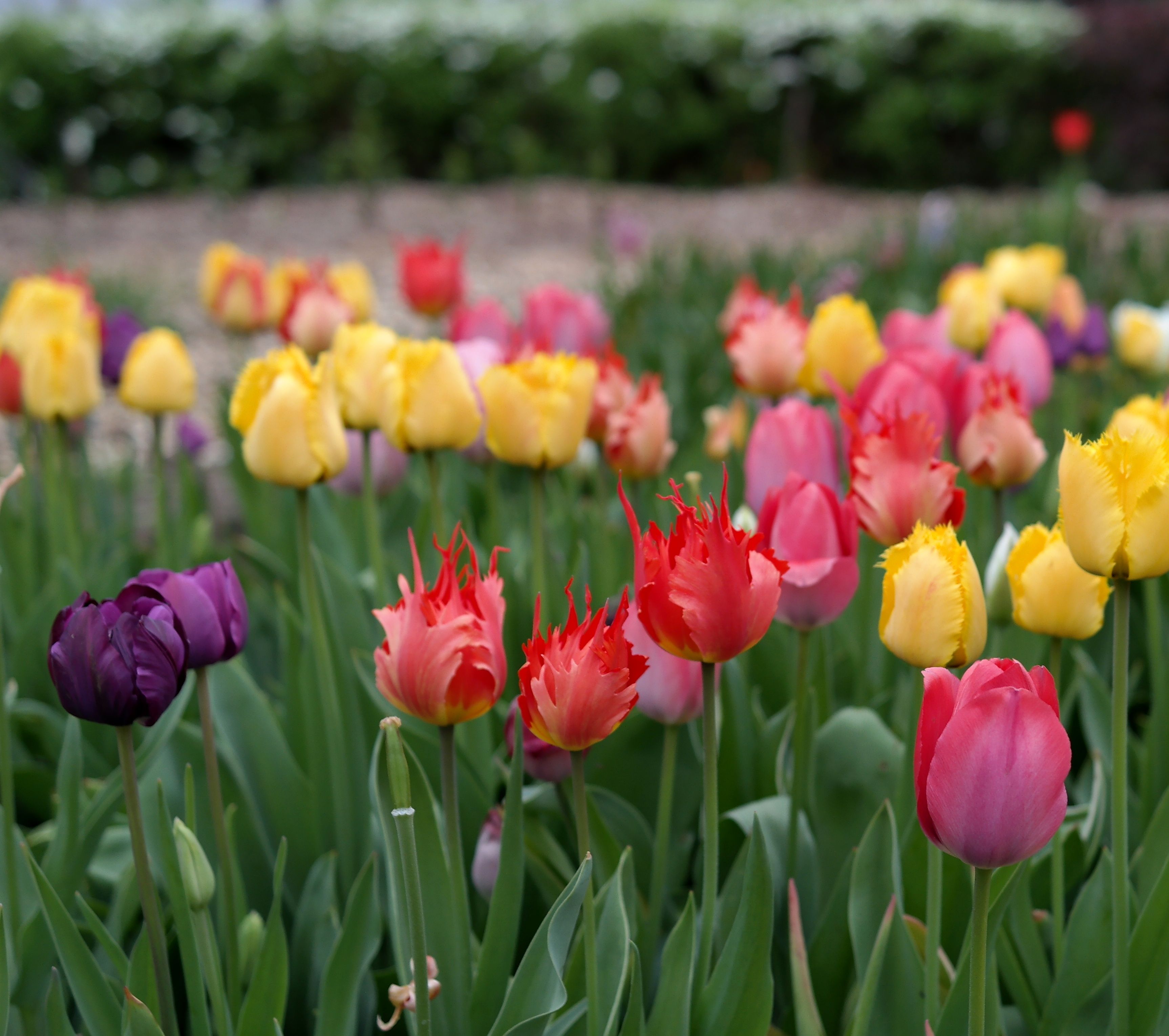 Plants Puple Flowers Photos, Download The BEST Free Plants Puple ...