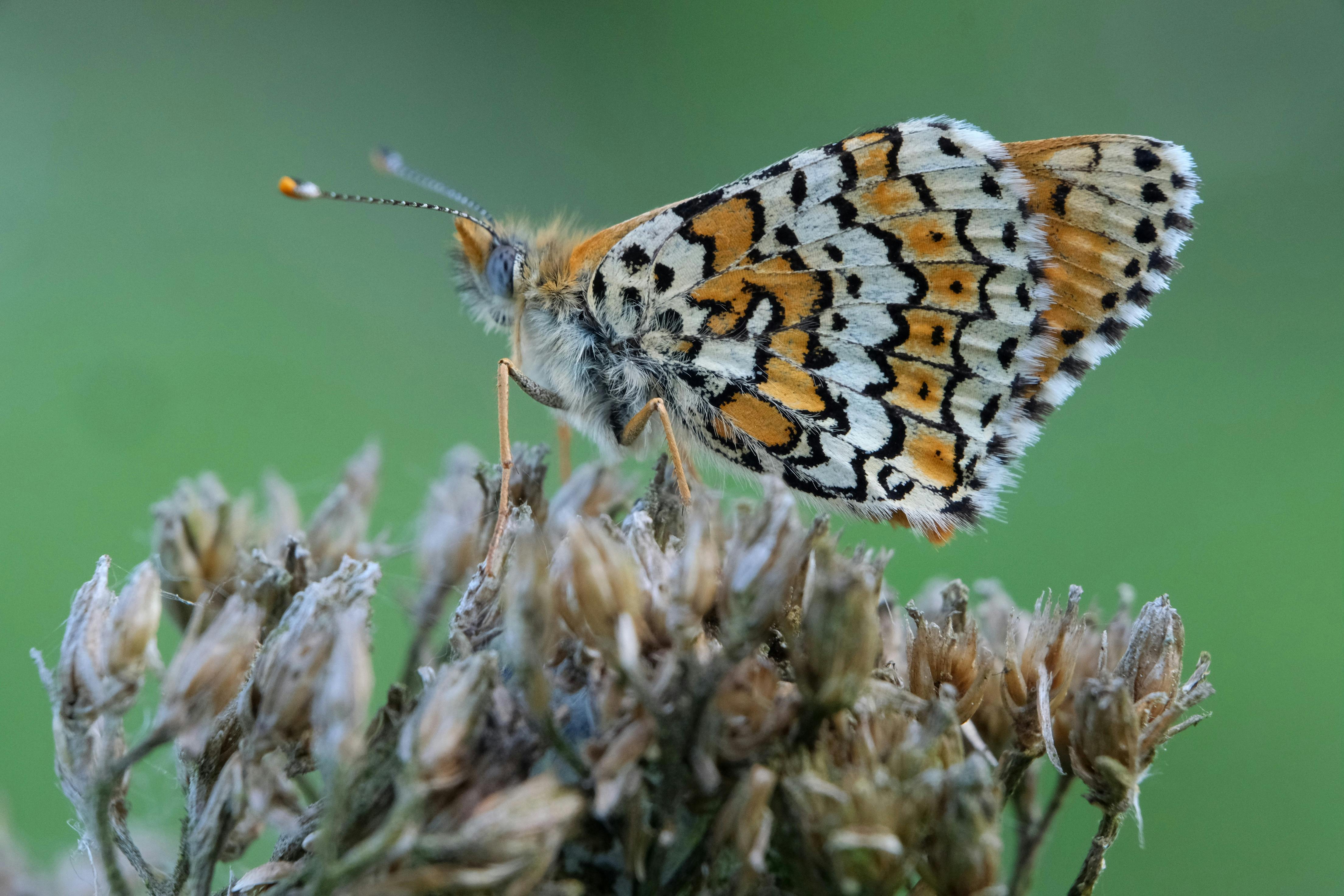 Scroller+Butterfly+Wings Photos, Download The BEST Free Scroller ...